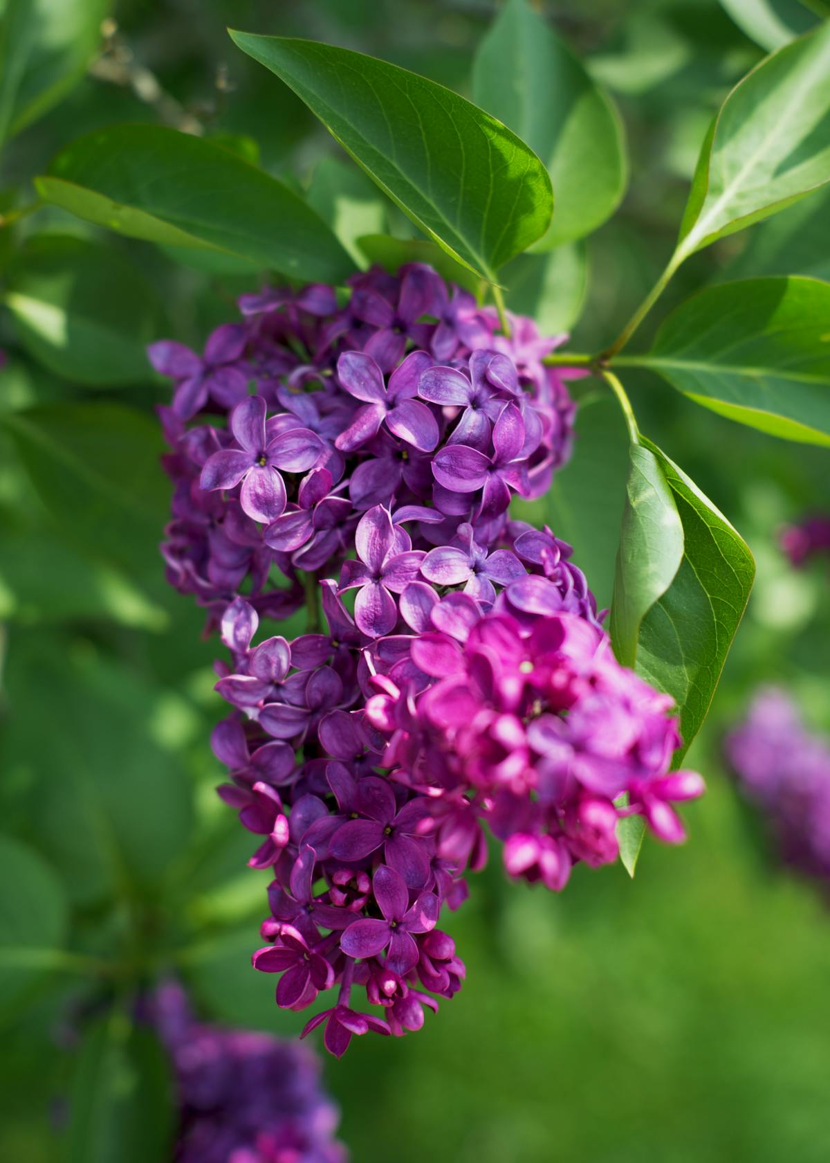 Poisonous Purple Flowers Photos, Download The BEST Free Poisonous ...