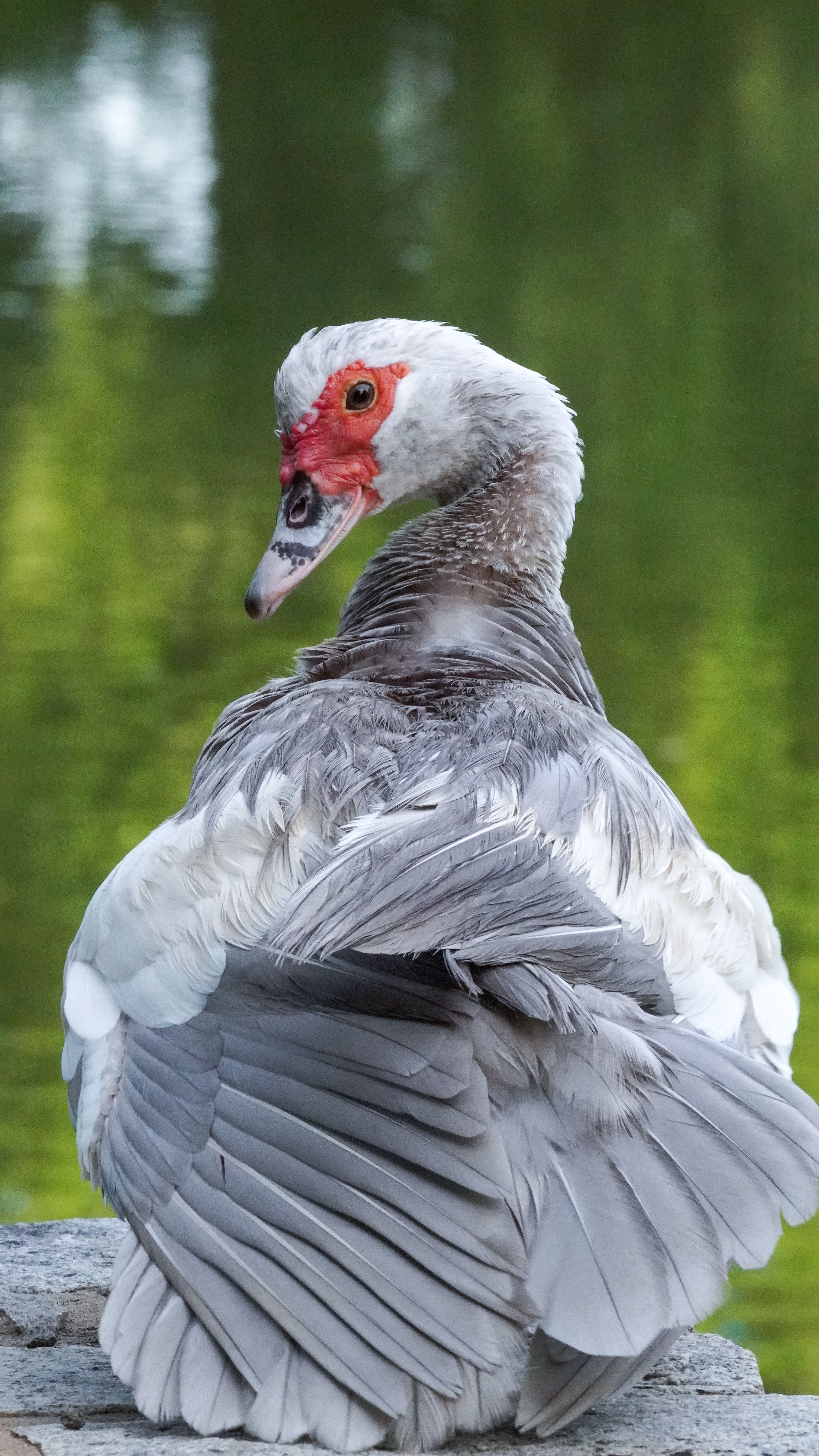 Muscovy Duck Photos, Download The BEST Free Muscovy Duck Stock Photos ...