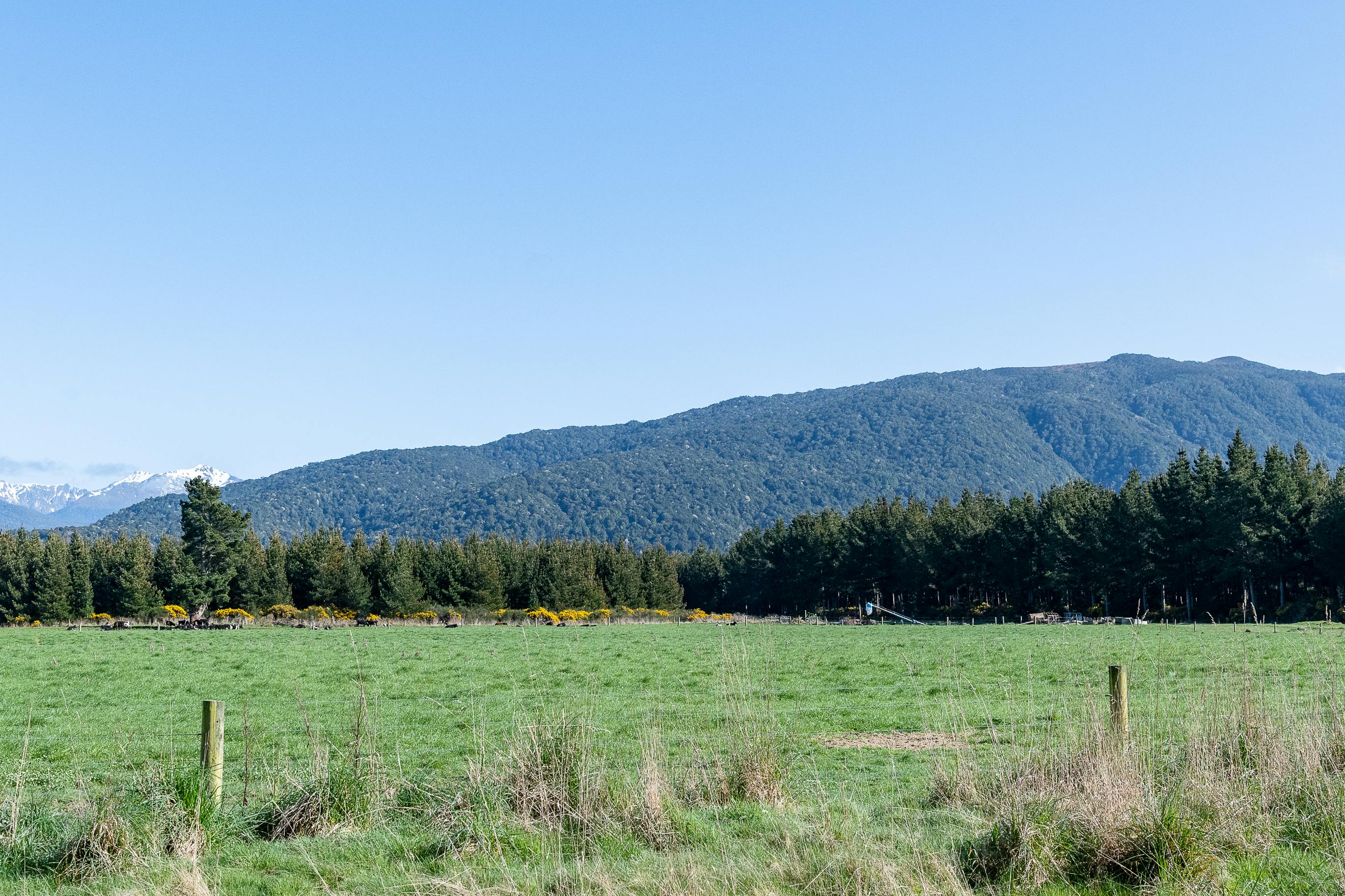 Field With Trees Photos, Download The BEST Free Field With Trees Stock ...