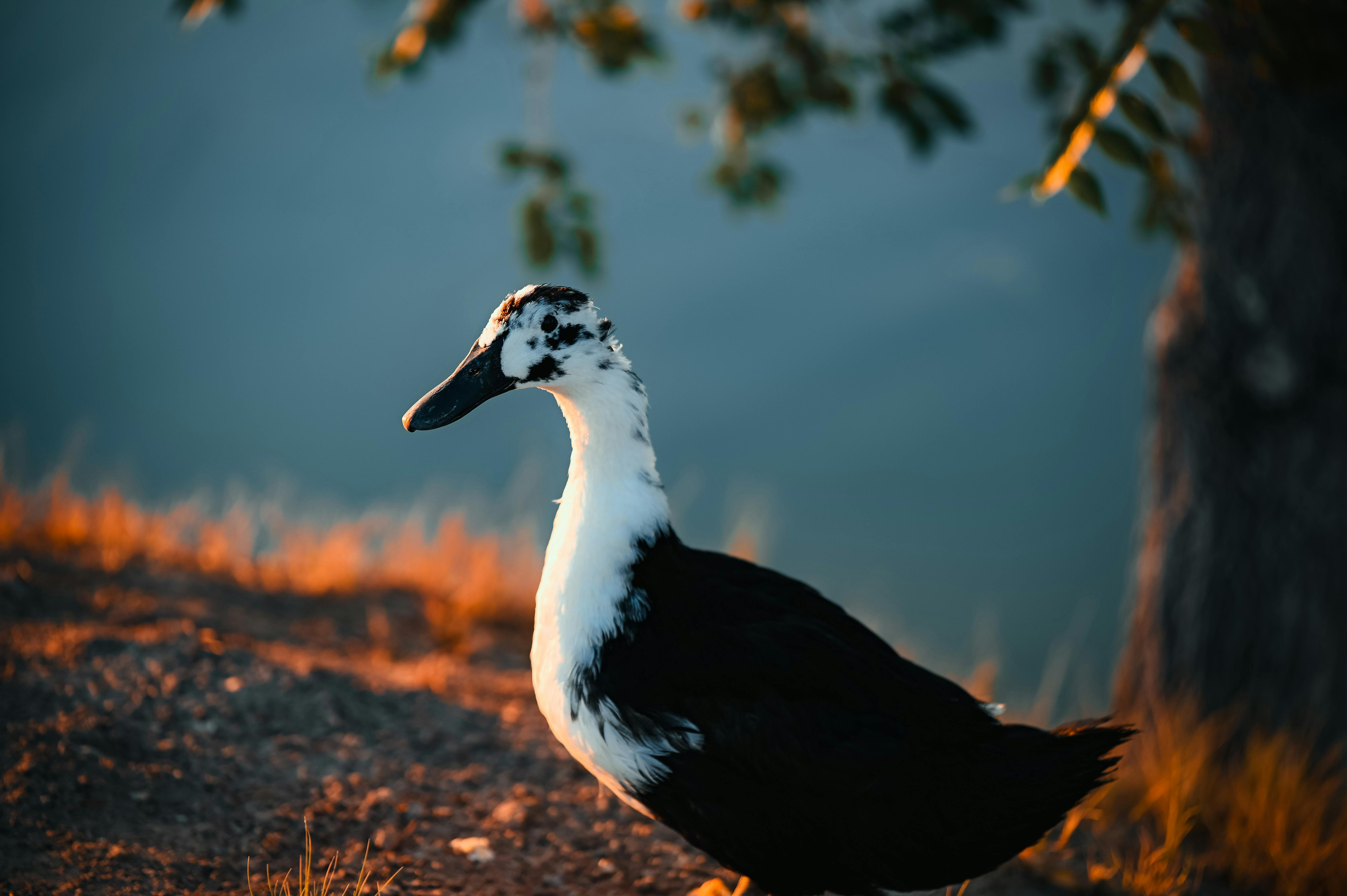 Close up of Duck Splashing Water · Free Stock Photo
