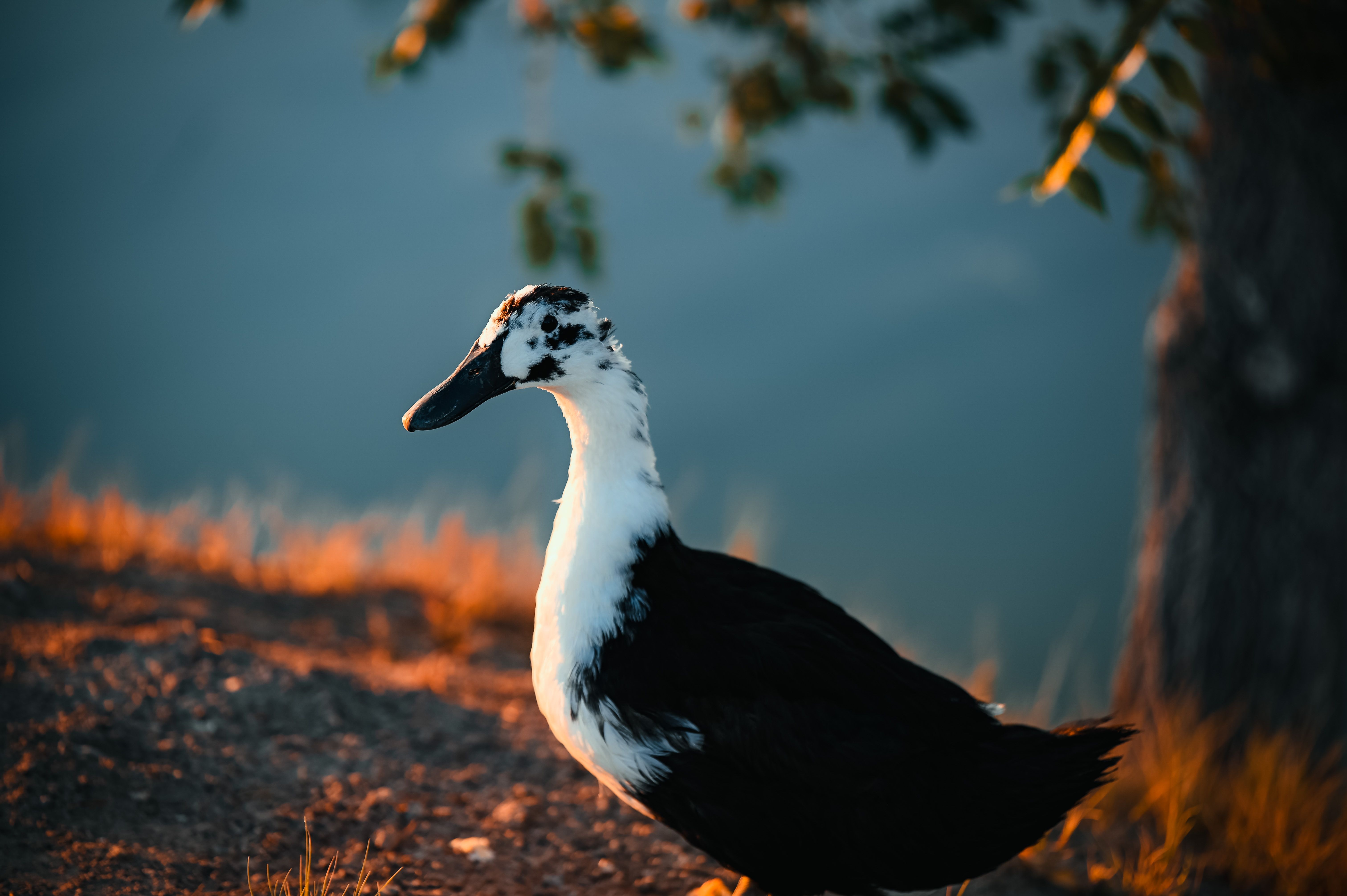 Close up of Ancona Duck · Free Stock Photo
