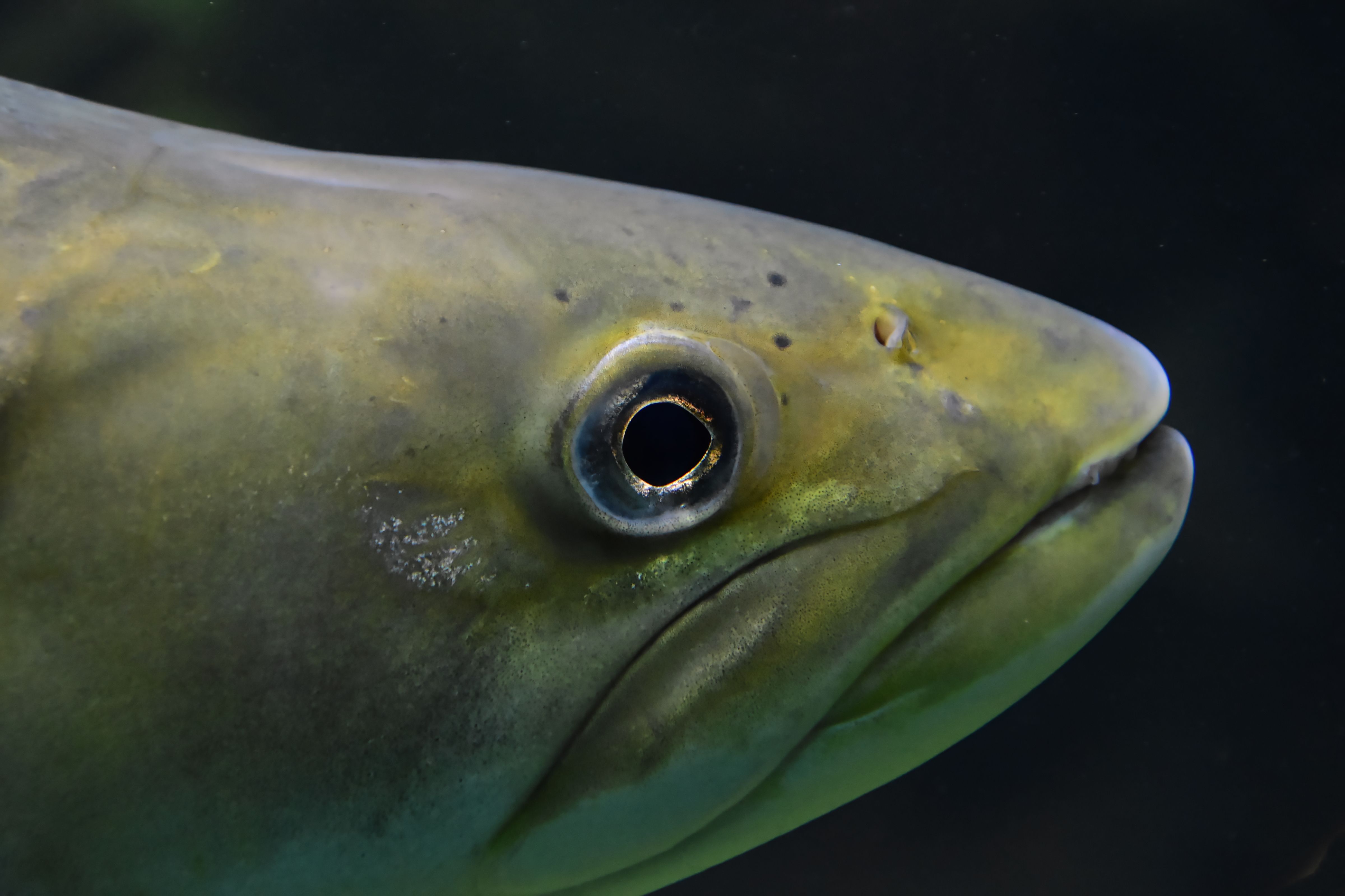 Close up of Fish Head · Free Stock Photo