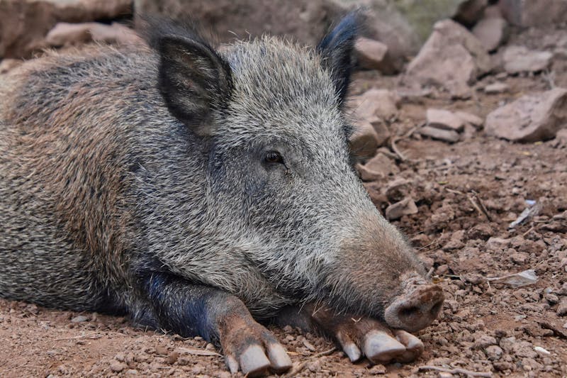 Boar Photos, Download The BEST Free Boar Stock Photos & HD Images