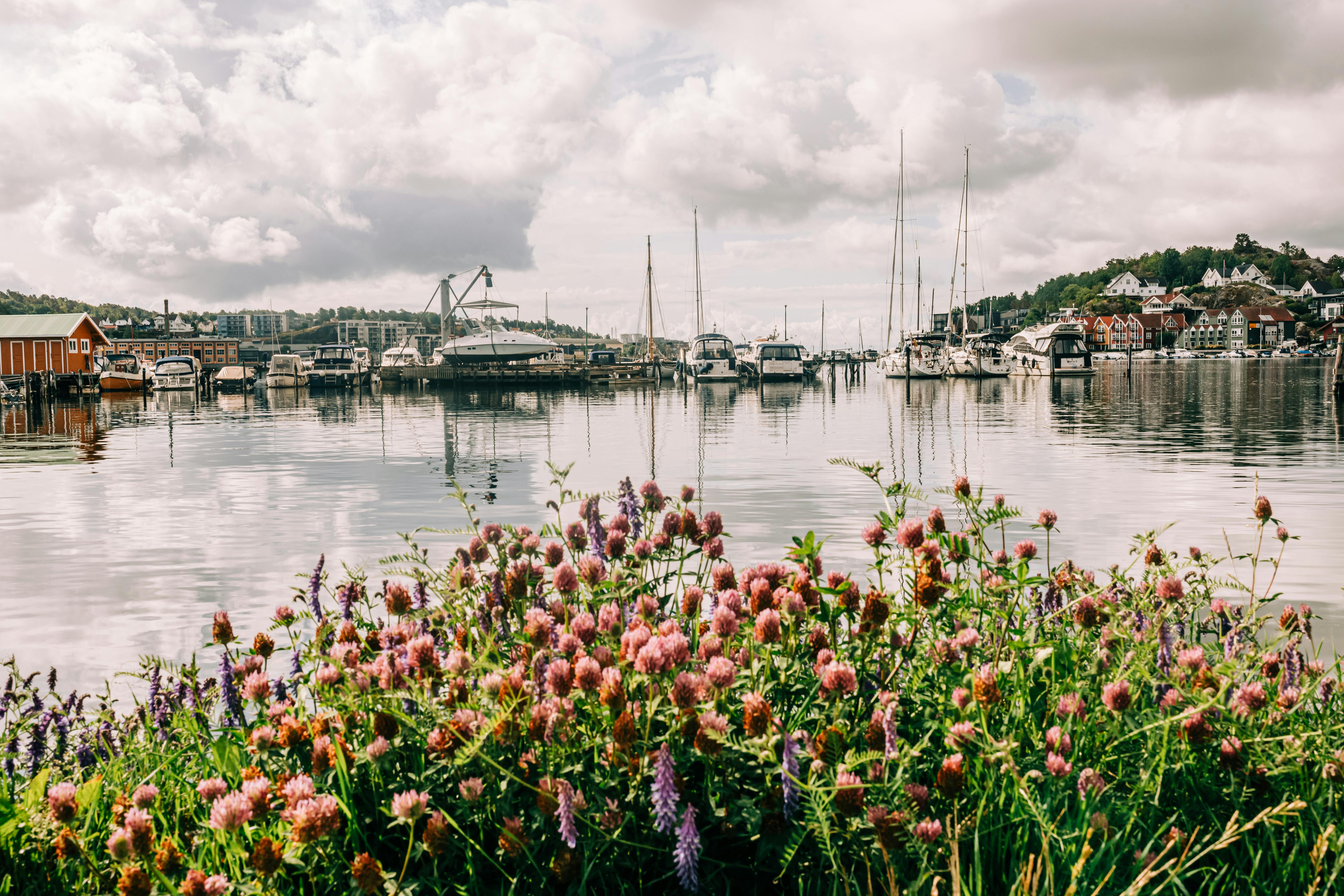 Flowers by the Harbor · Free Stock Photo