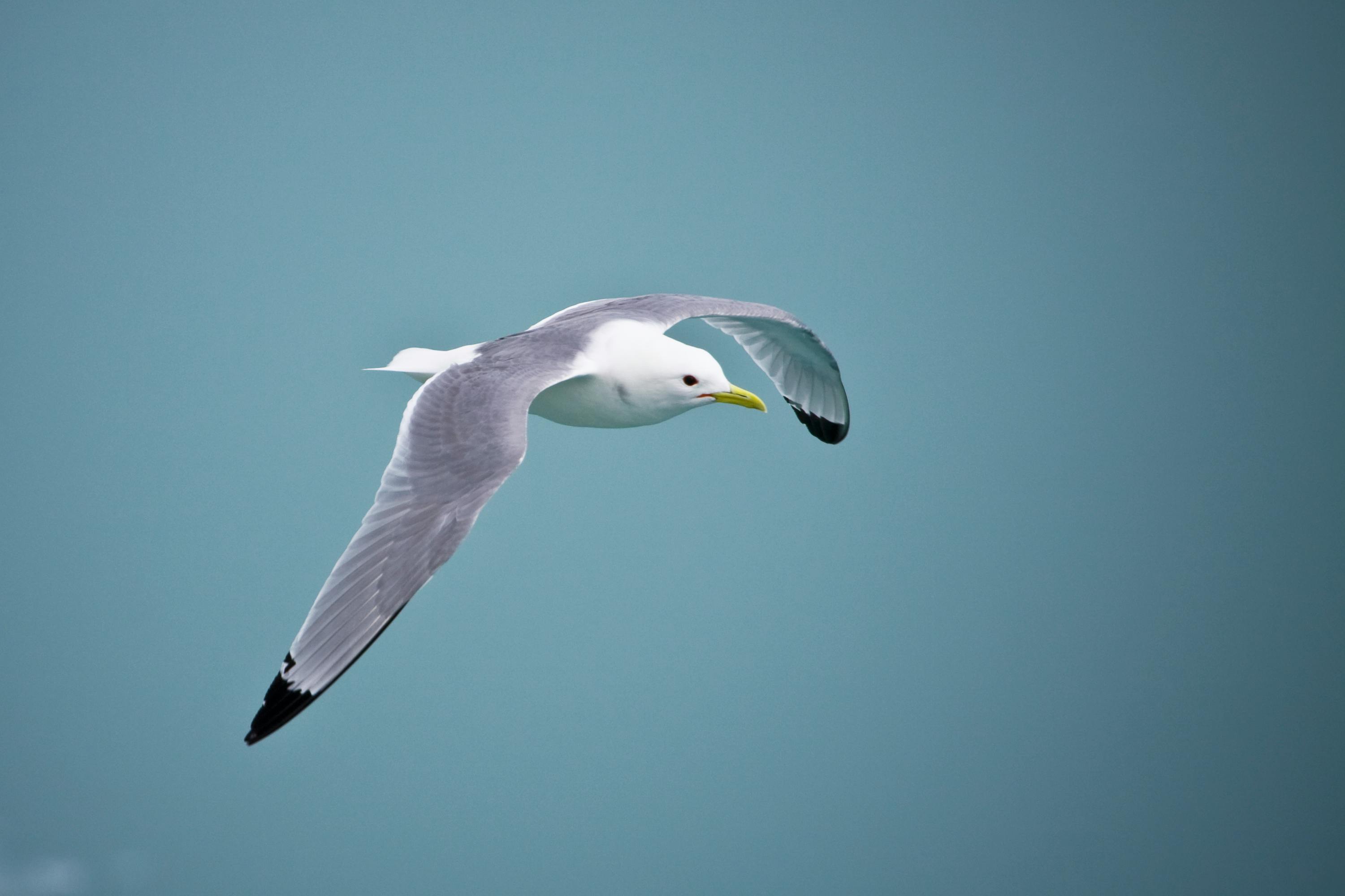 Close up of Flying Seagull · Free Stock Photo