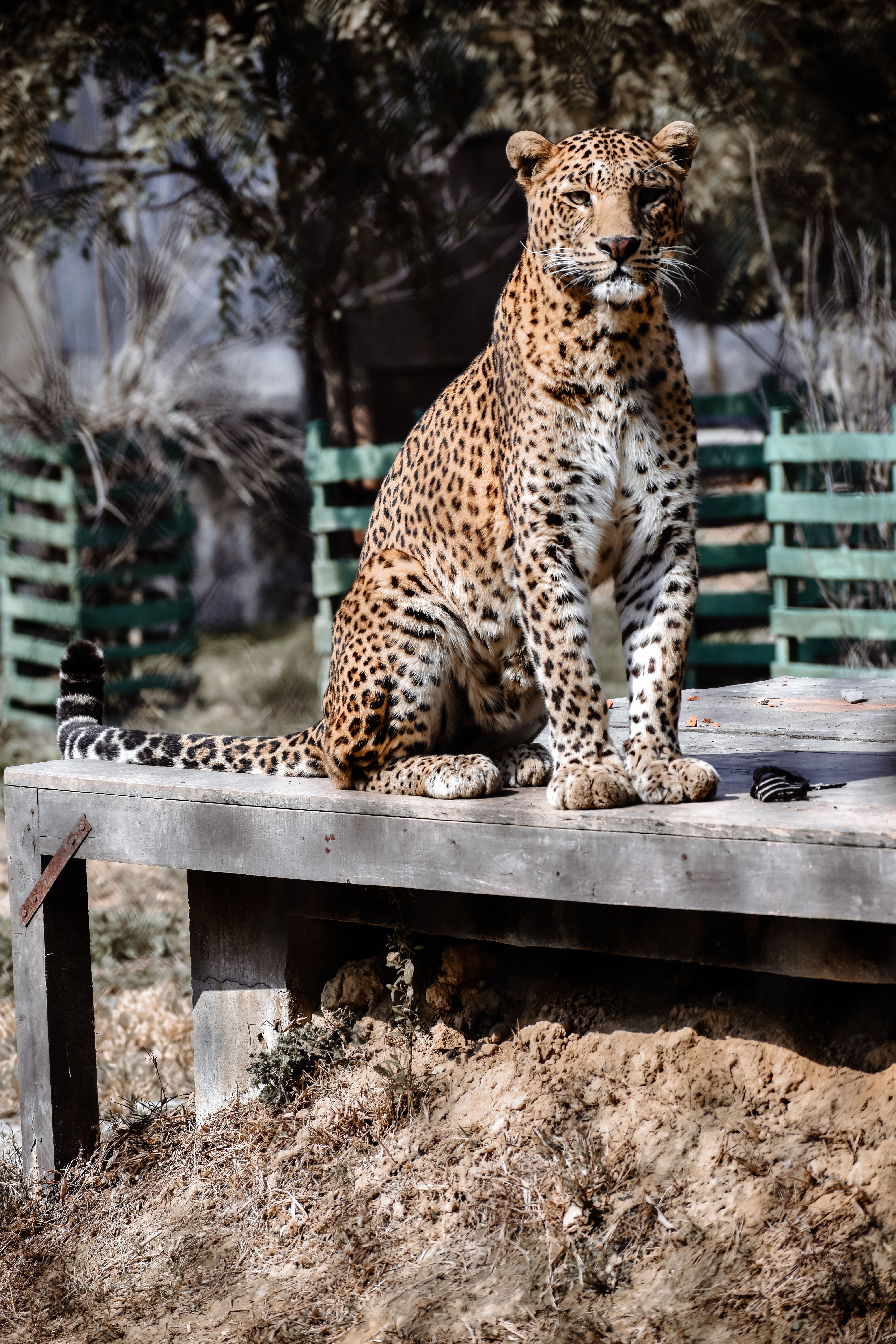 Leopard Sitting at the Zoo · Free Stock Photo
