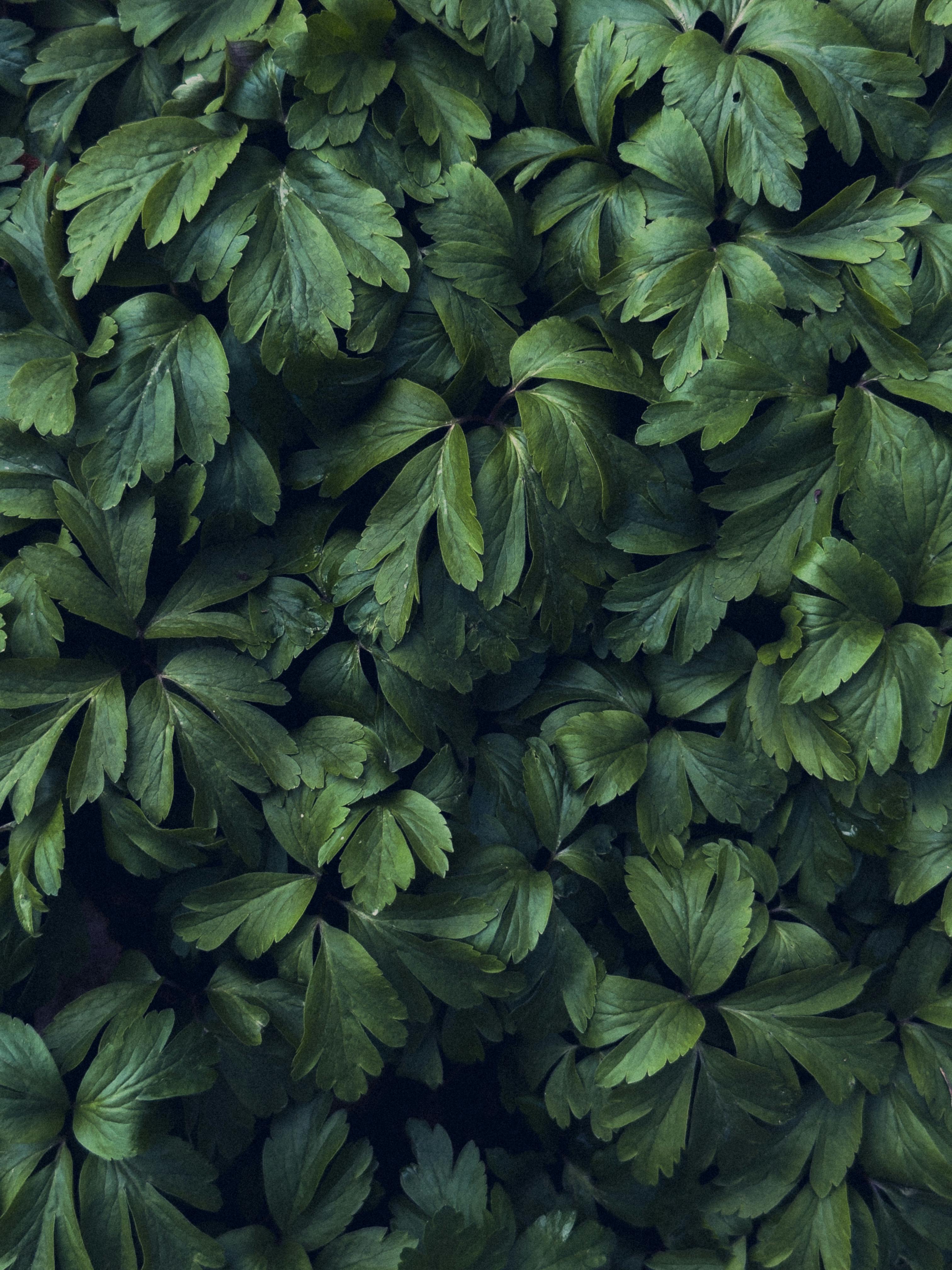 Red and Purple Leaves of Bush · Free Stock Photo