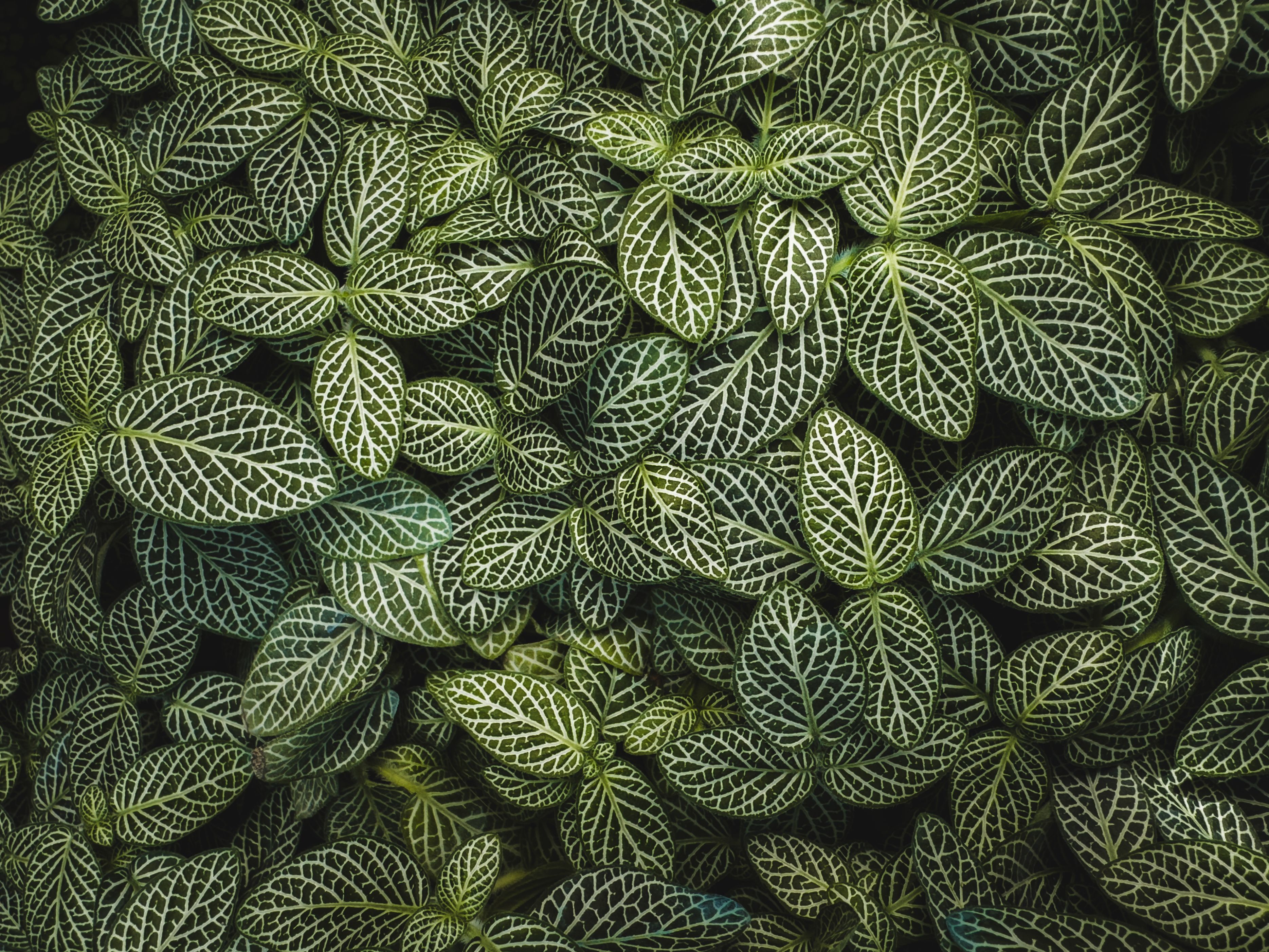 Green Tropical Leaves · Free Stock Photo