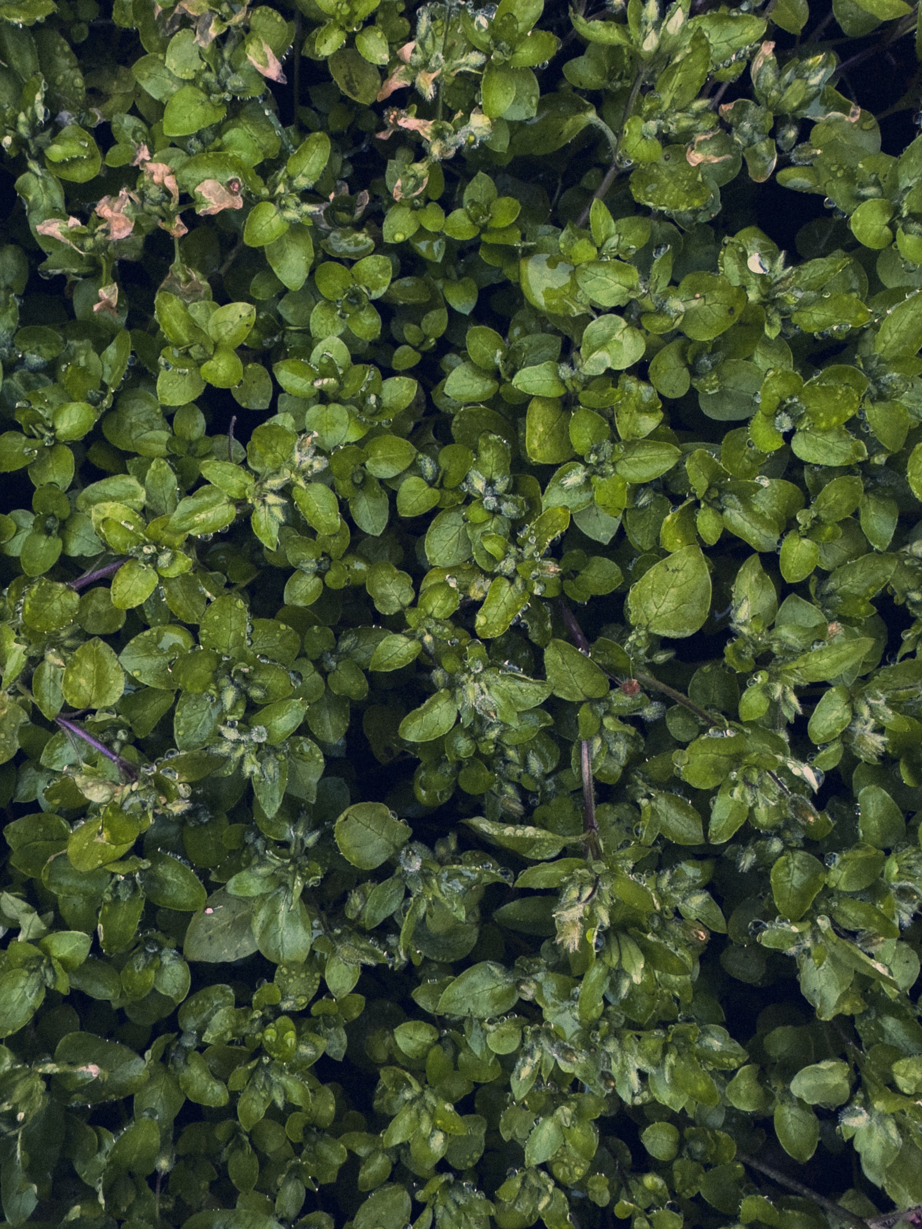 Foliage of Boxwood · Free Stock Photo