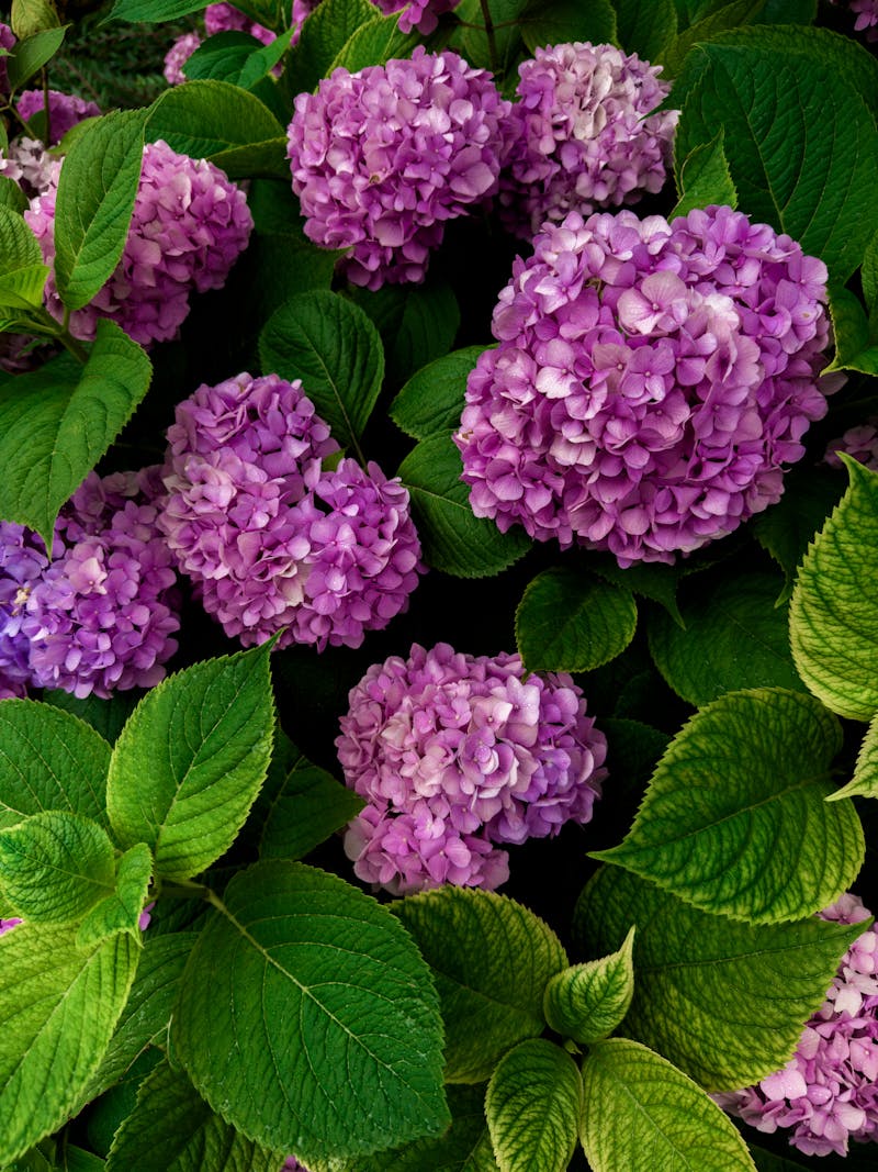 Purple Hydrangea Flowers Photos, Download The BEST Free Purple Hydrangea Flowers Stock Photos ...