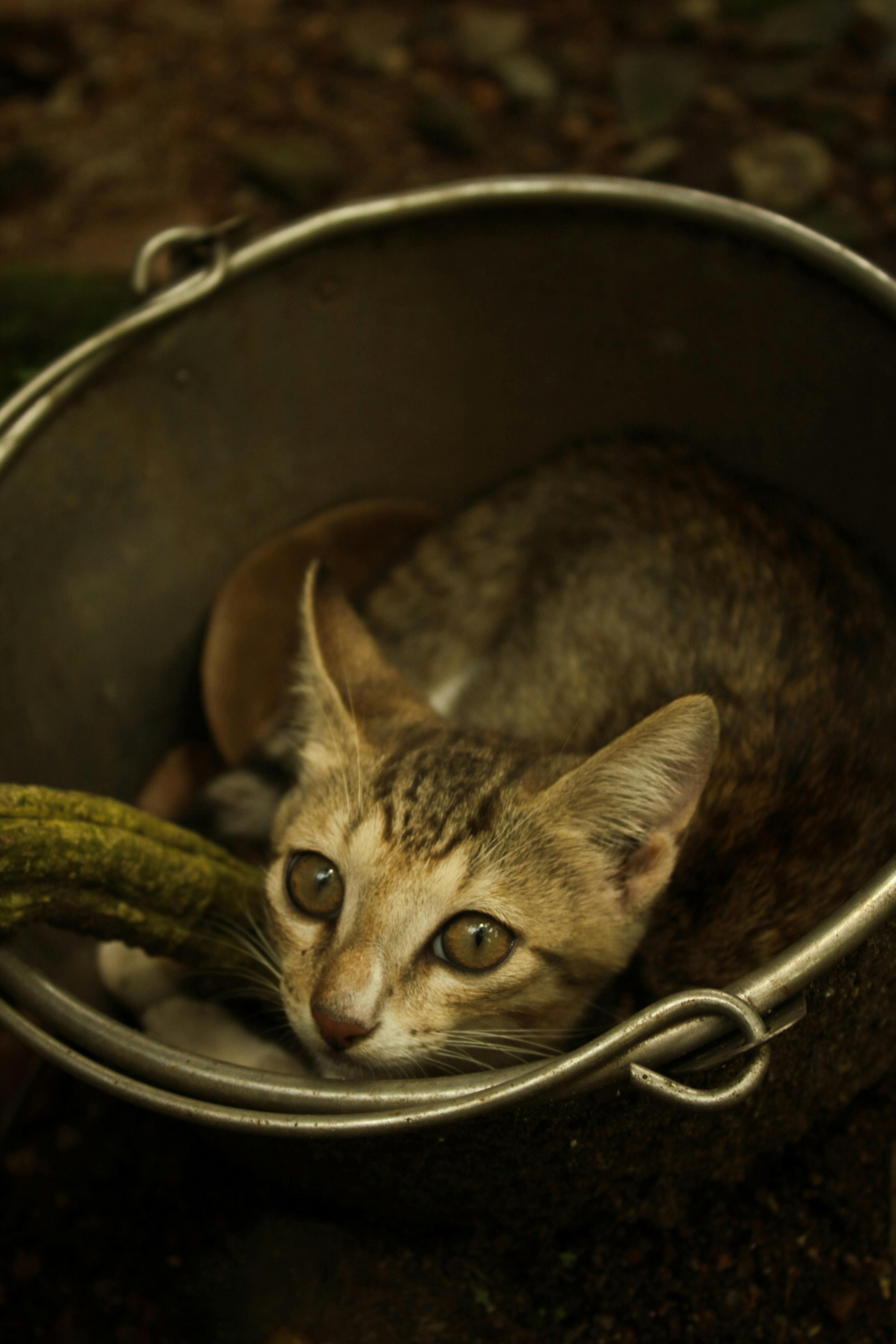 Little Cat in a Bucket · Free Stock Photo
