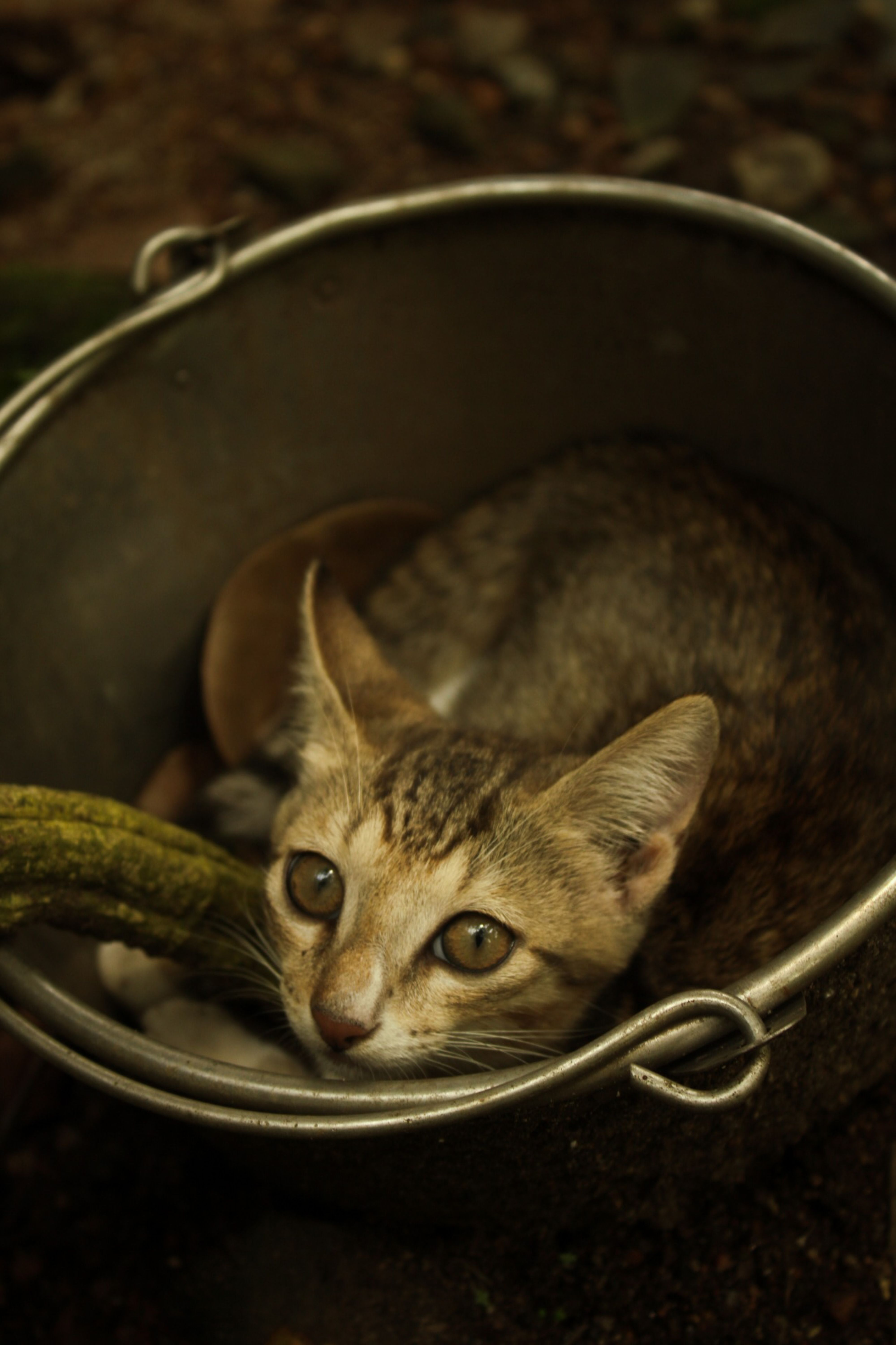 Little Cat in a Bucket · Free Stock Photo