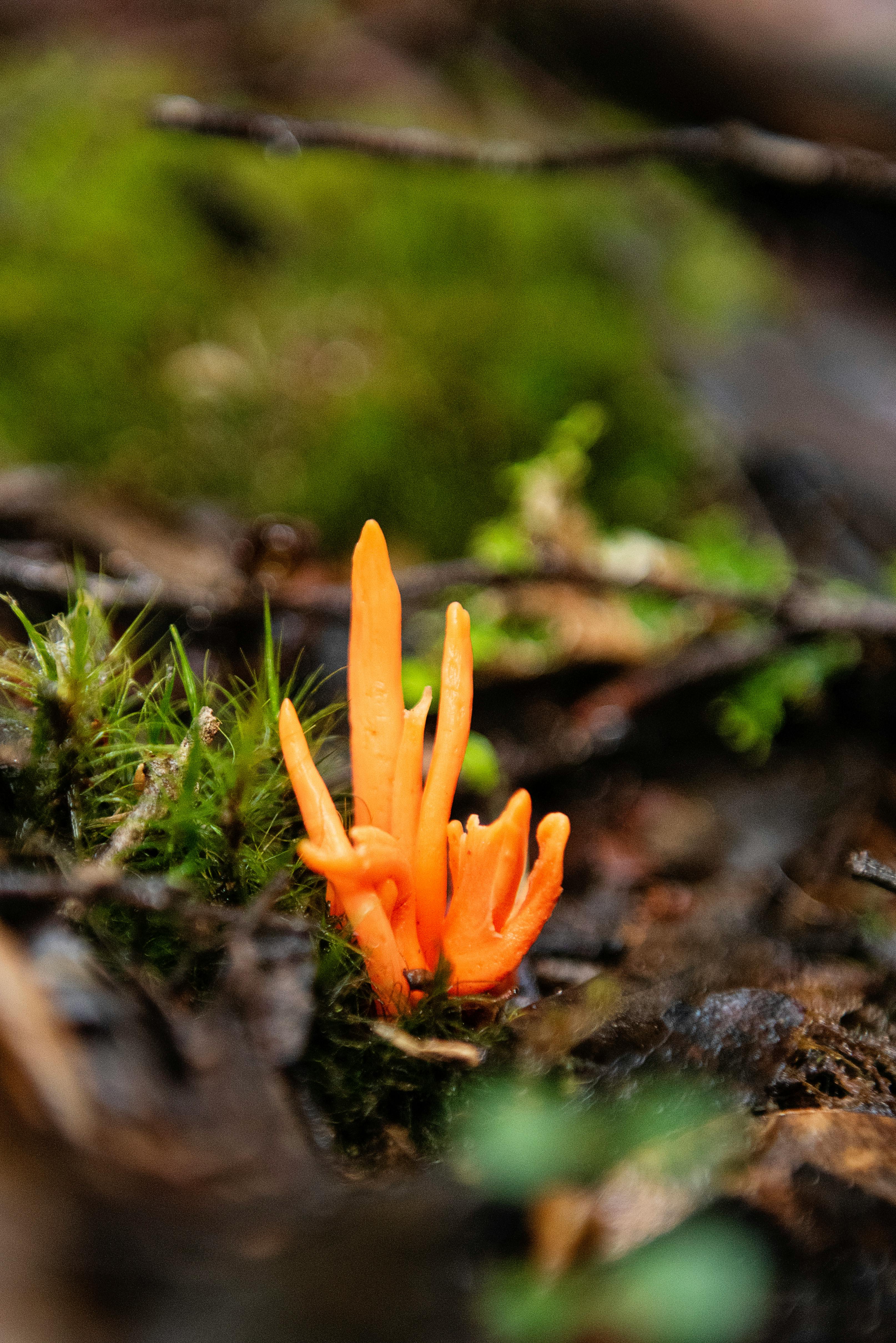 Poison Fire Coral in Forest · Free Stock Photo
