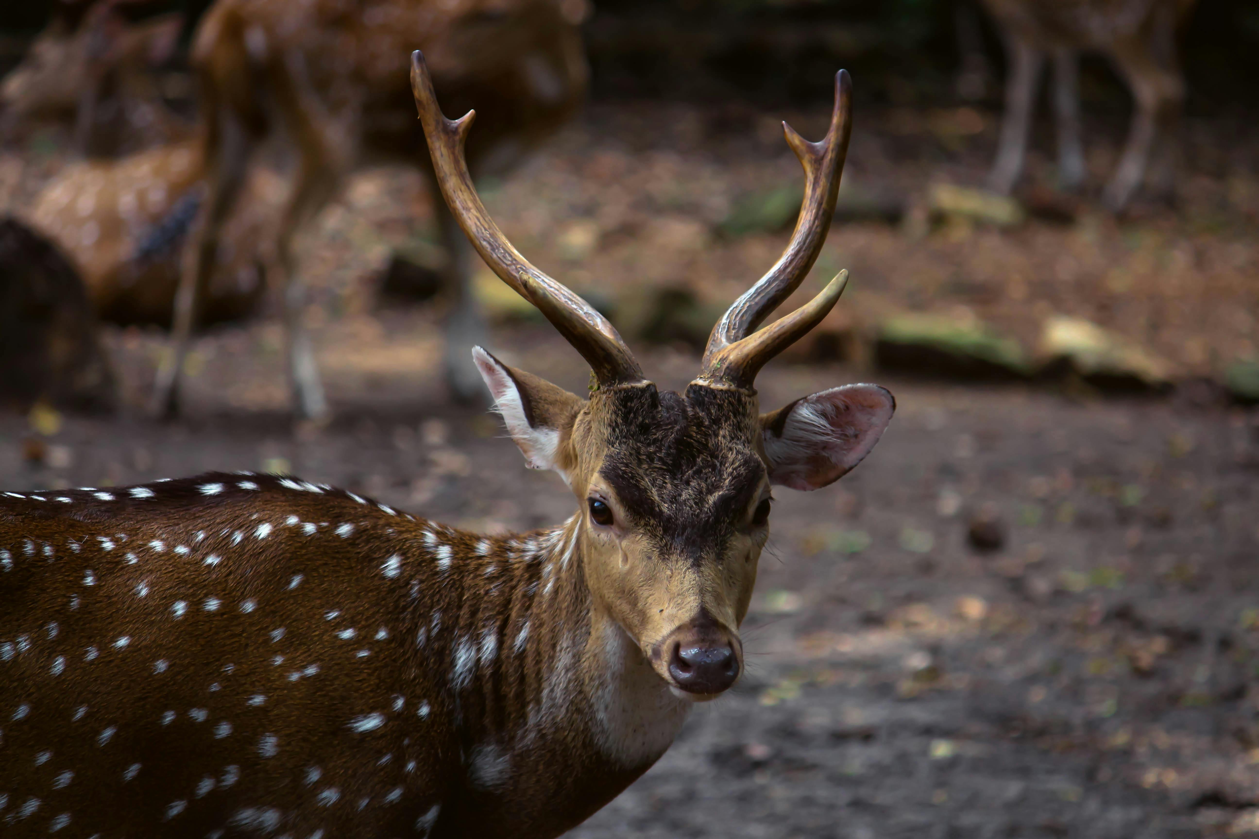 Deer Heard Photos, Download The BEST Free Deer Heard Stock Photos & HD ...