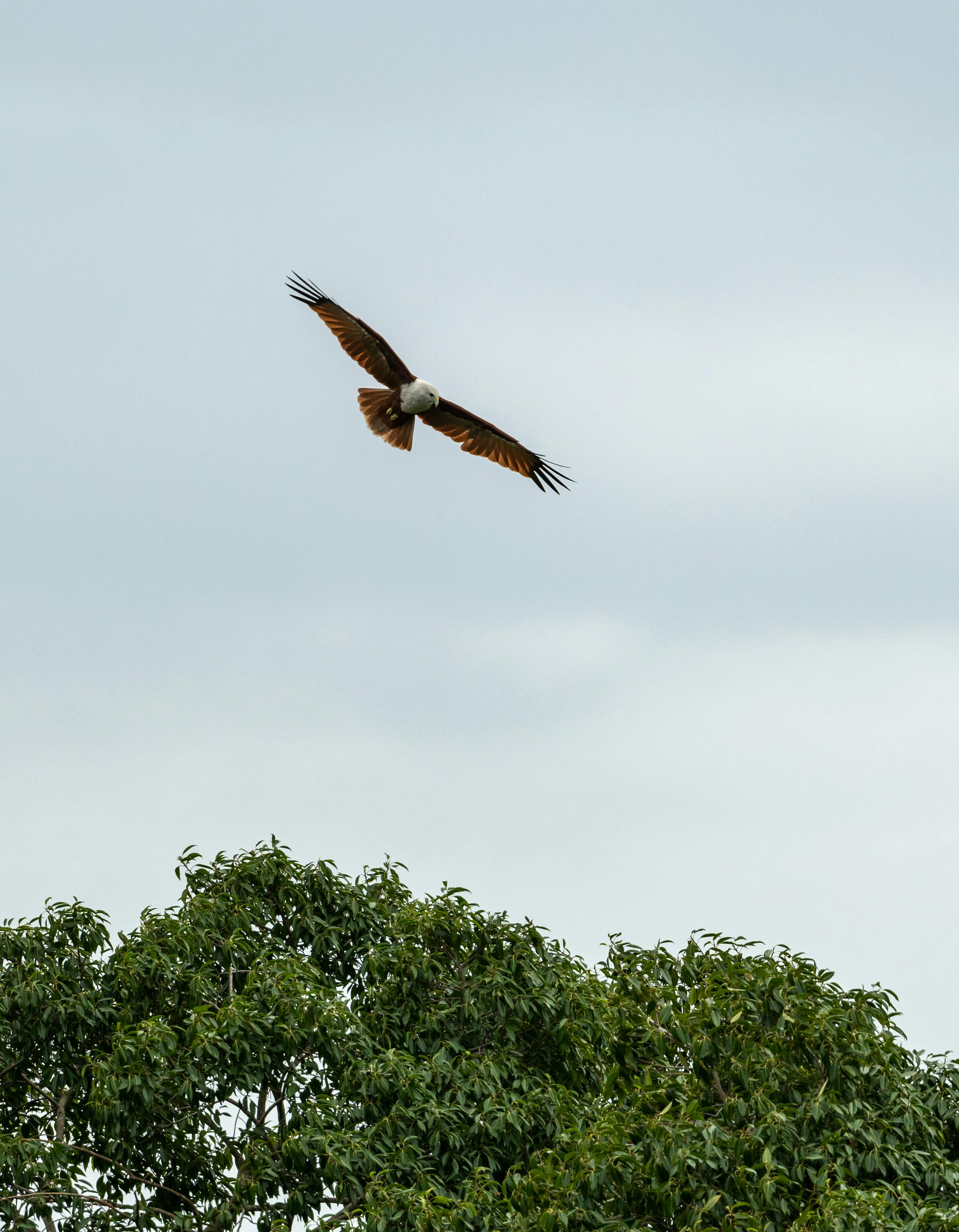 Eagle Flying over Tree Crown · Free Stock Photo