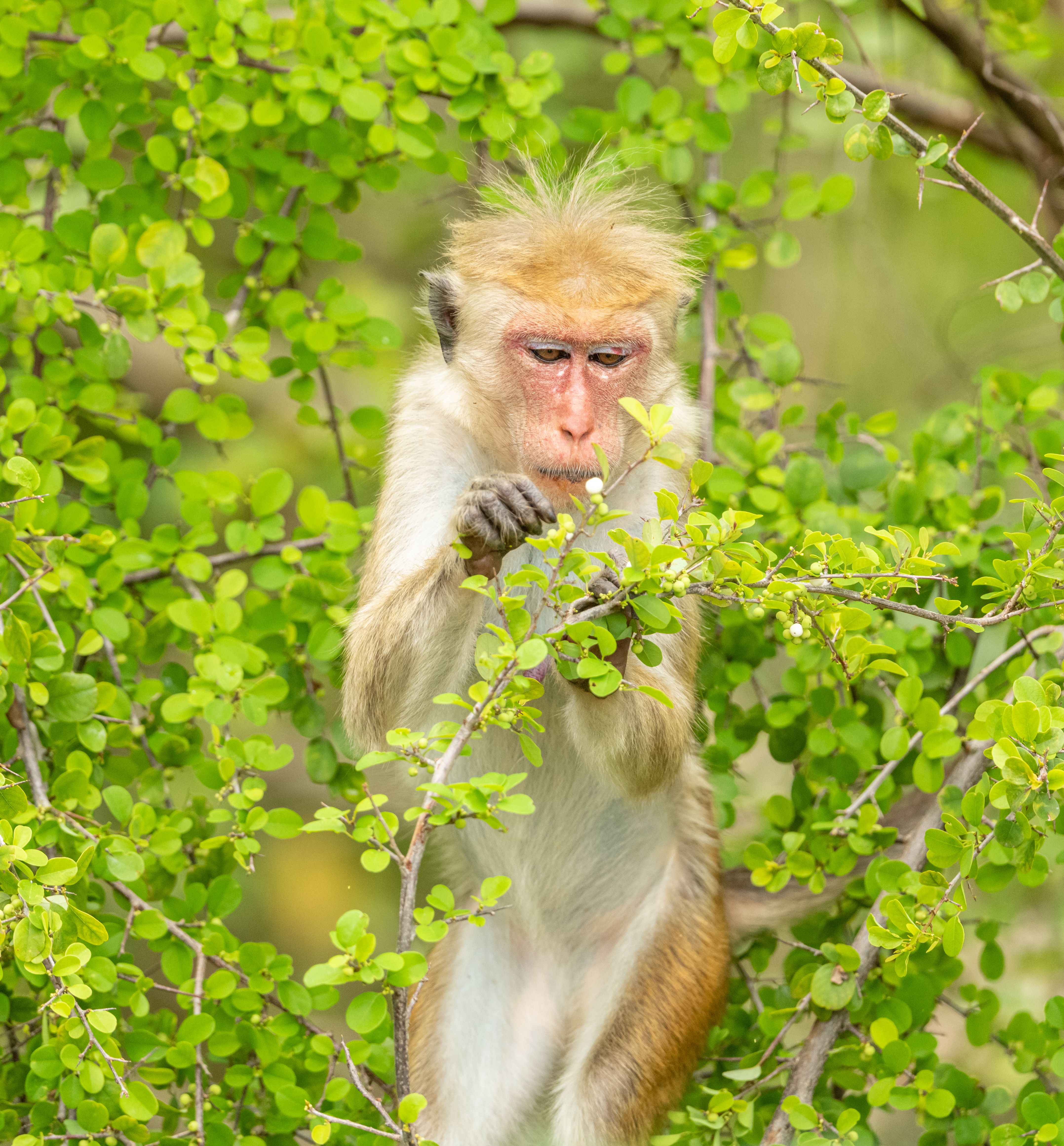 Macaque in a Wild Forest · Free Stock Photo