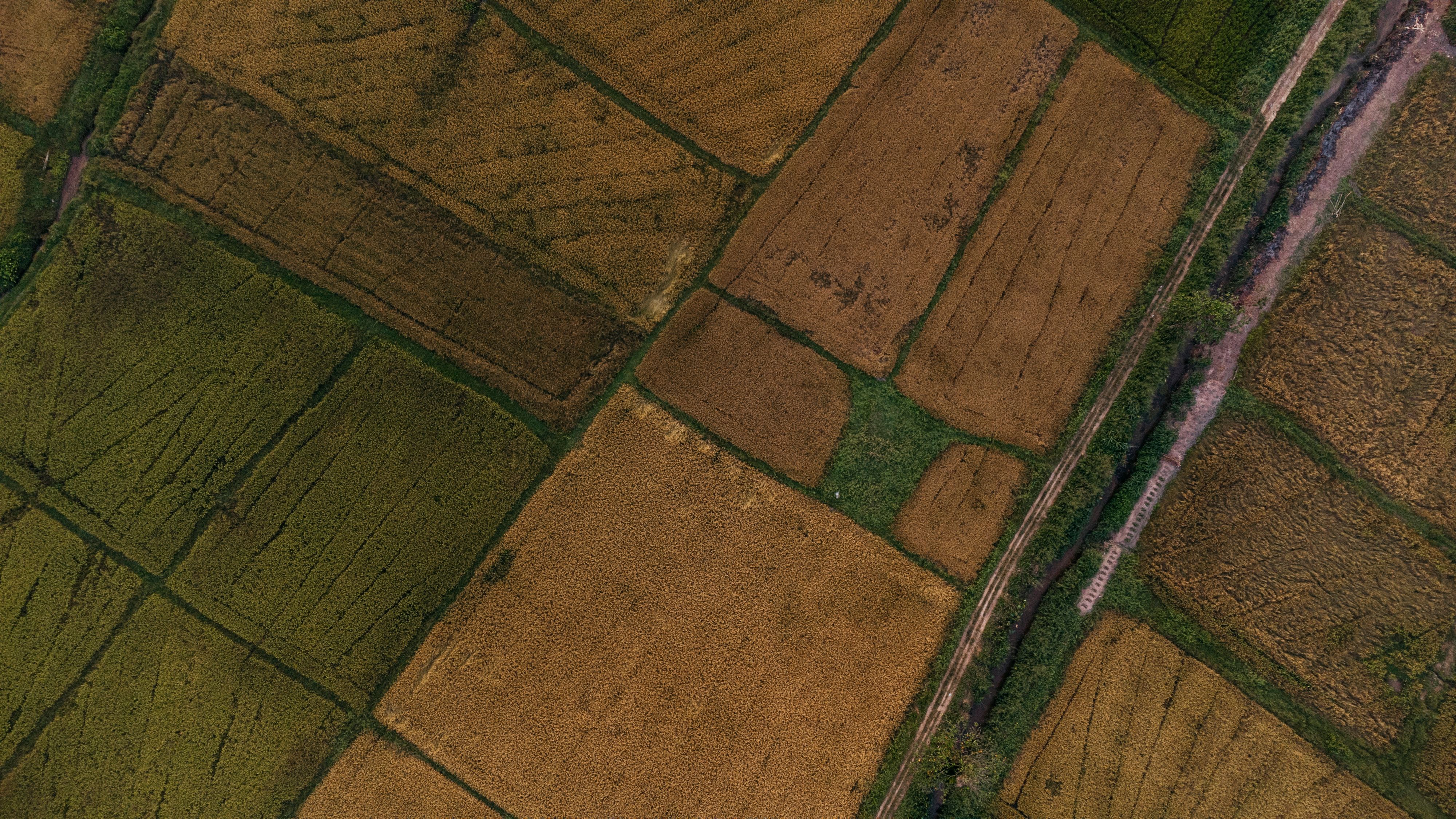 Paddy Feild · Free Stock Photo