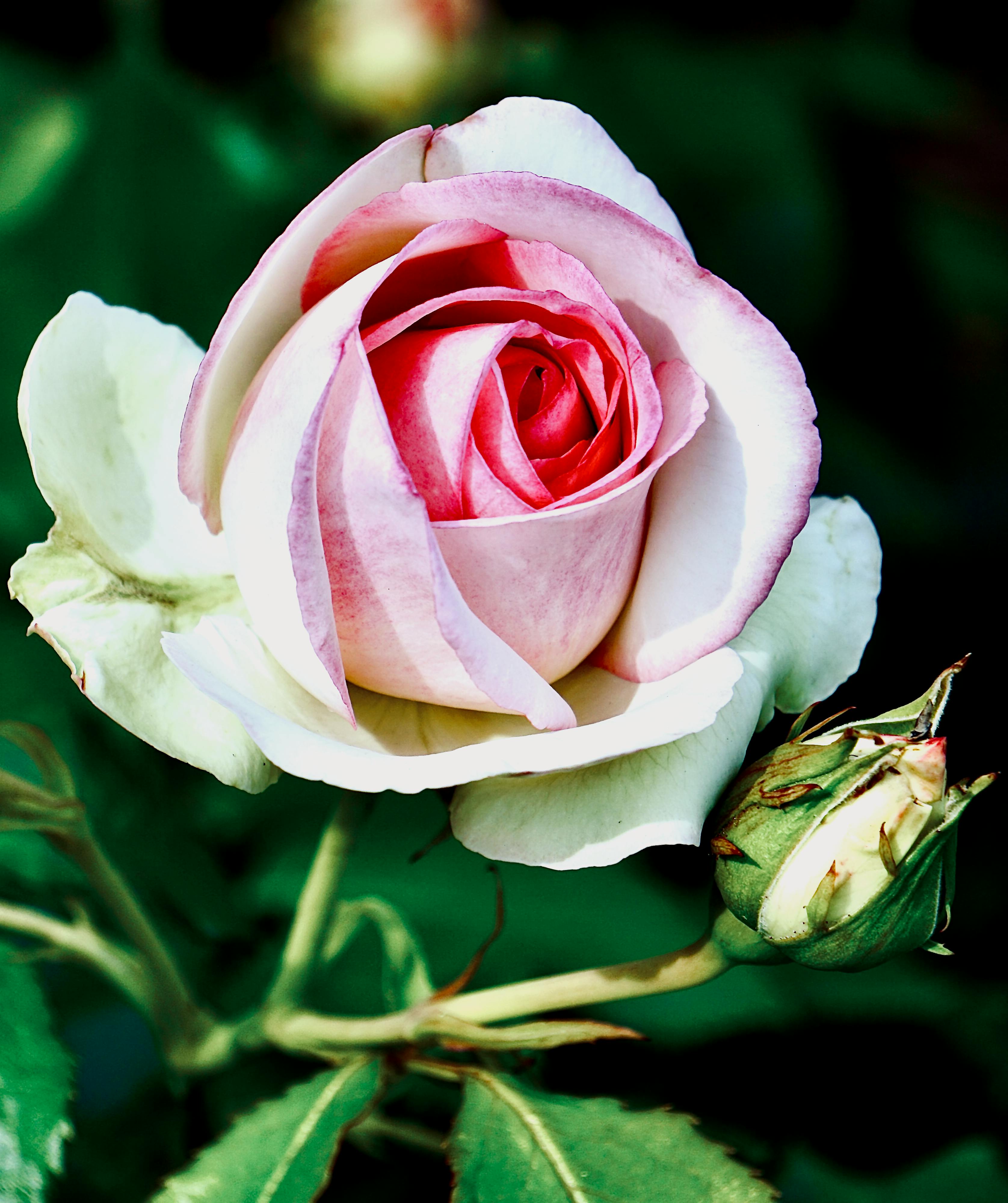 Close up of Pink Rose · Free Stock Photo