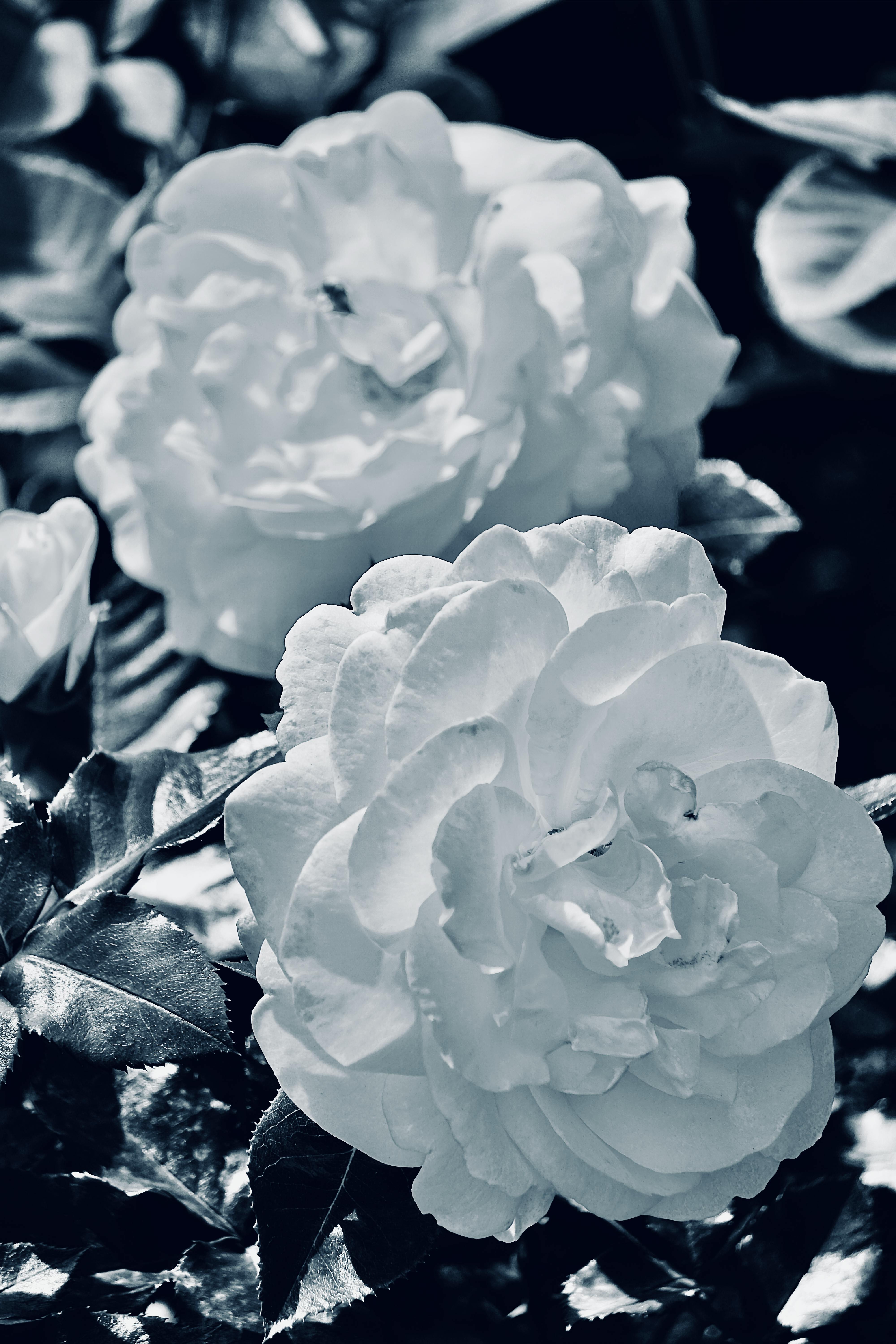 Black And White Roses Photos, Download The BEST Free Black And White ...