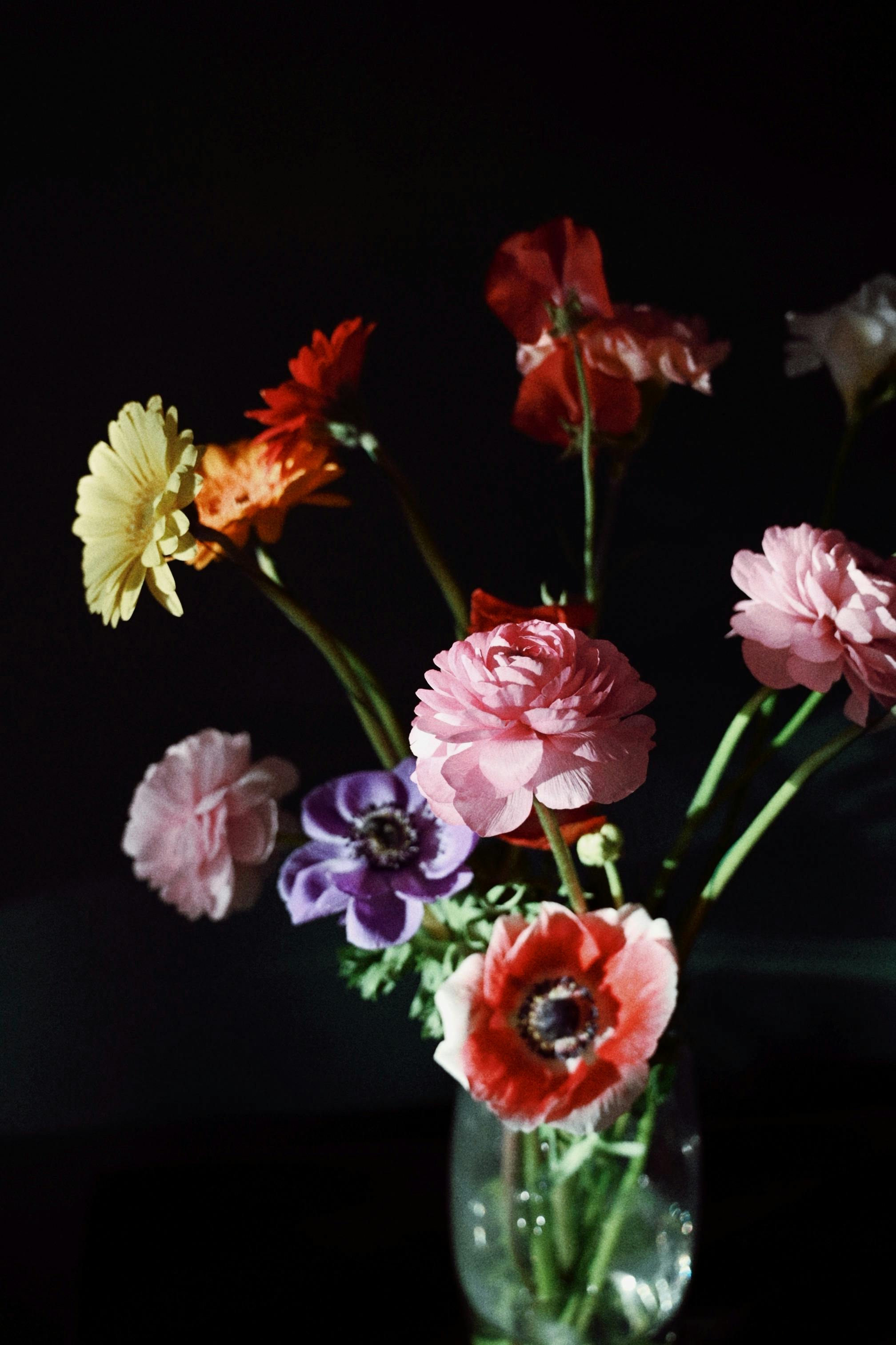 Flower in Magenta Color · Free Stock Photo