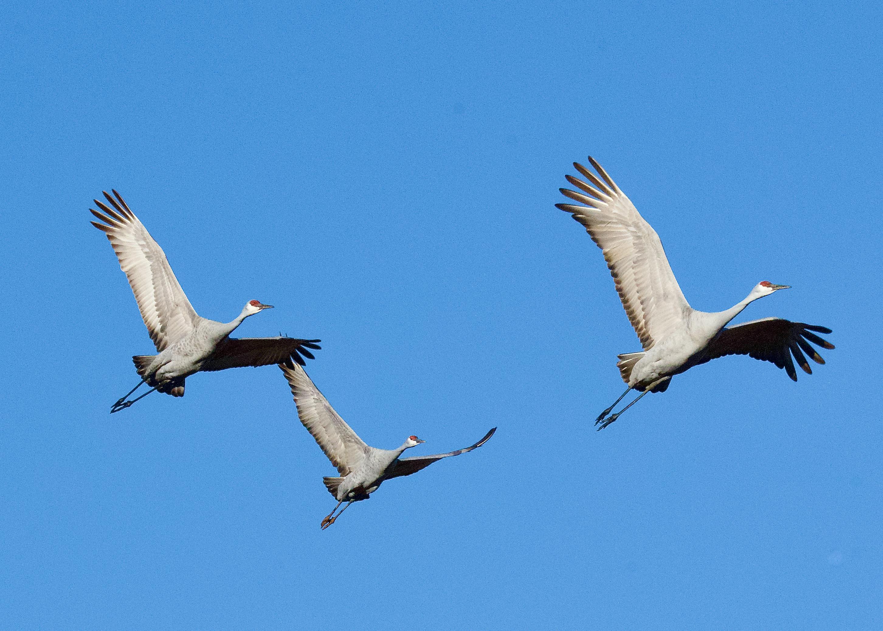 Herons Flying in the Sky · Free Stock Photo