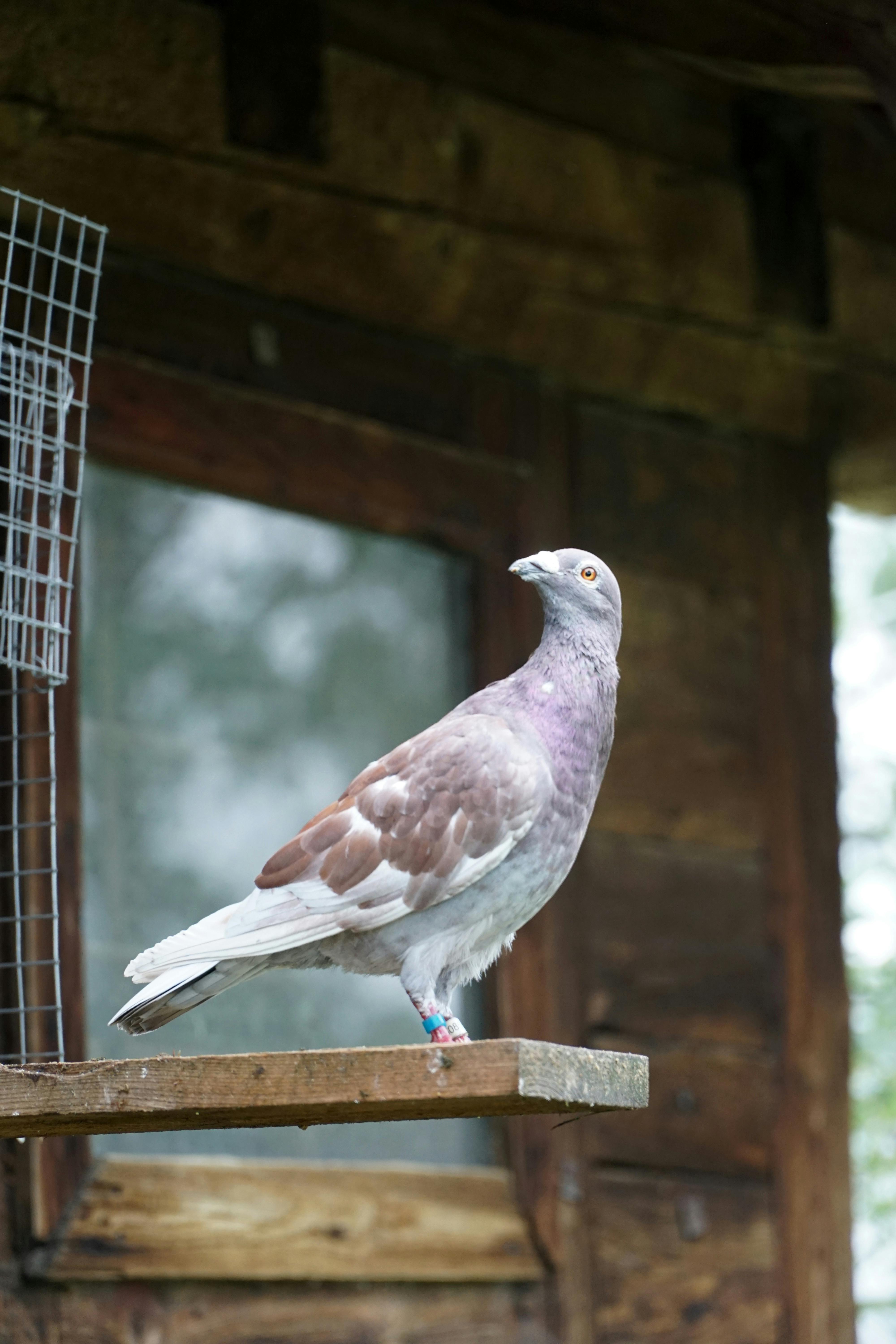 A pigeon is standing on a perch in front of a window · Free Stock Photo