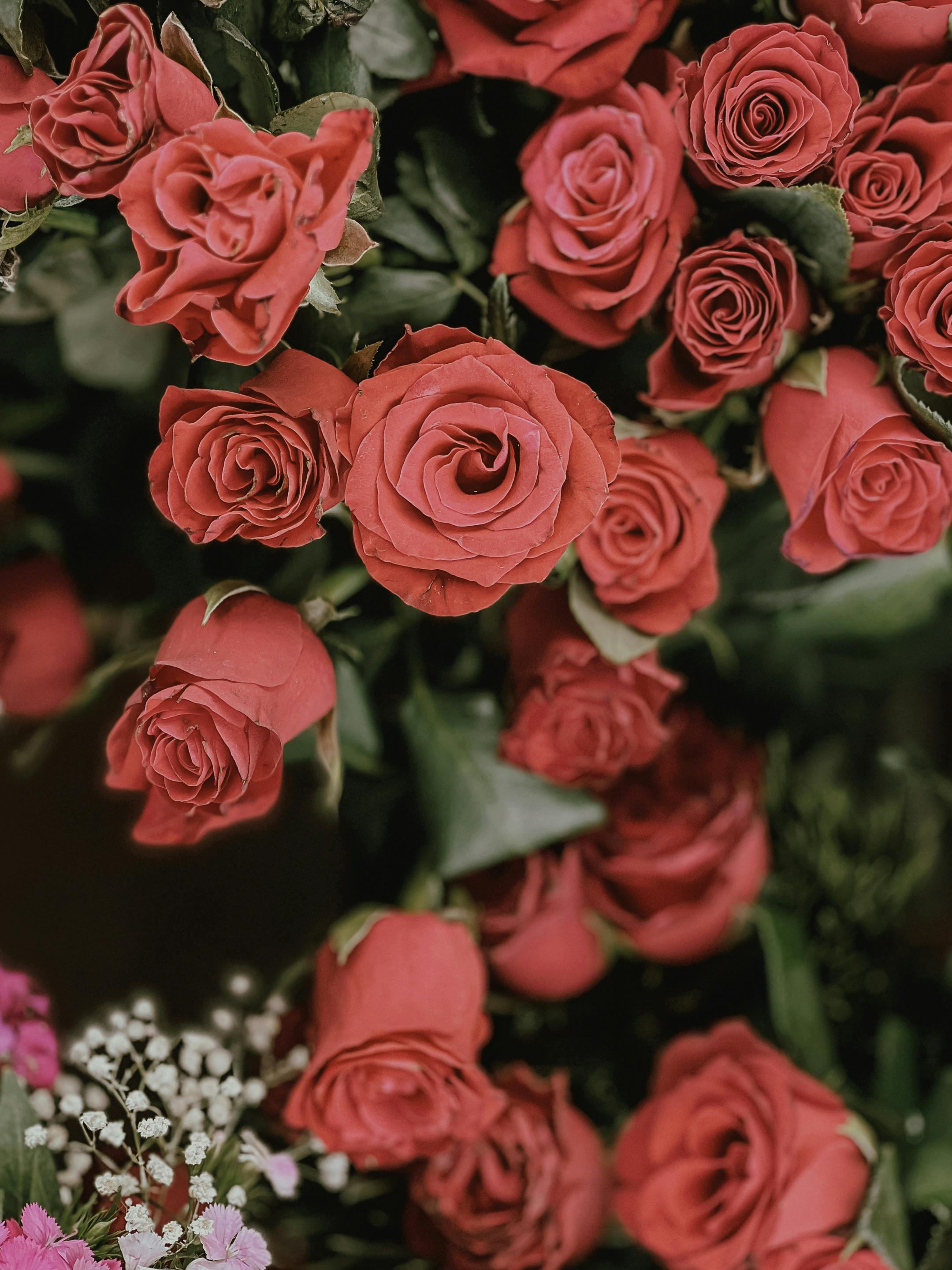 Bouquet Of Red Roses In Close-up View · Free Stock Photo