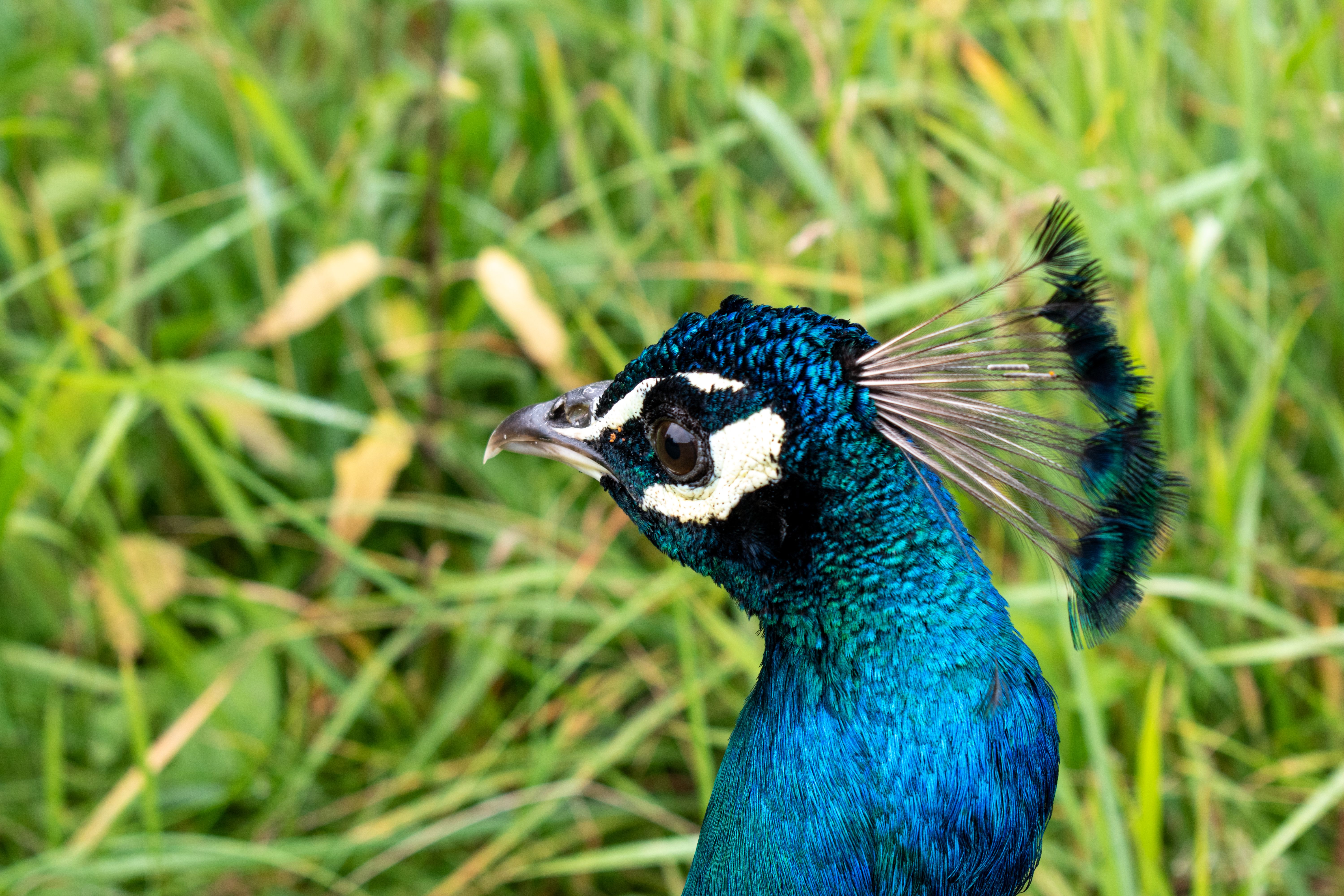 Close-Up Photo Of Peacock · Free Stock Photo
