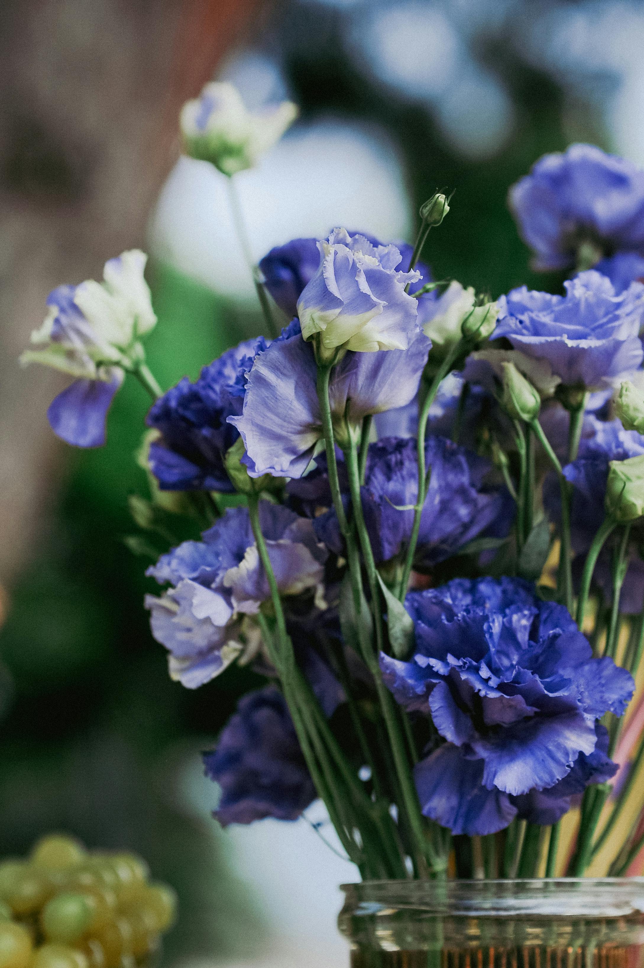 Blue Carnations Photos, Download The BEST Free Blue Carnations Stock ...
