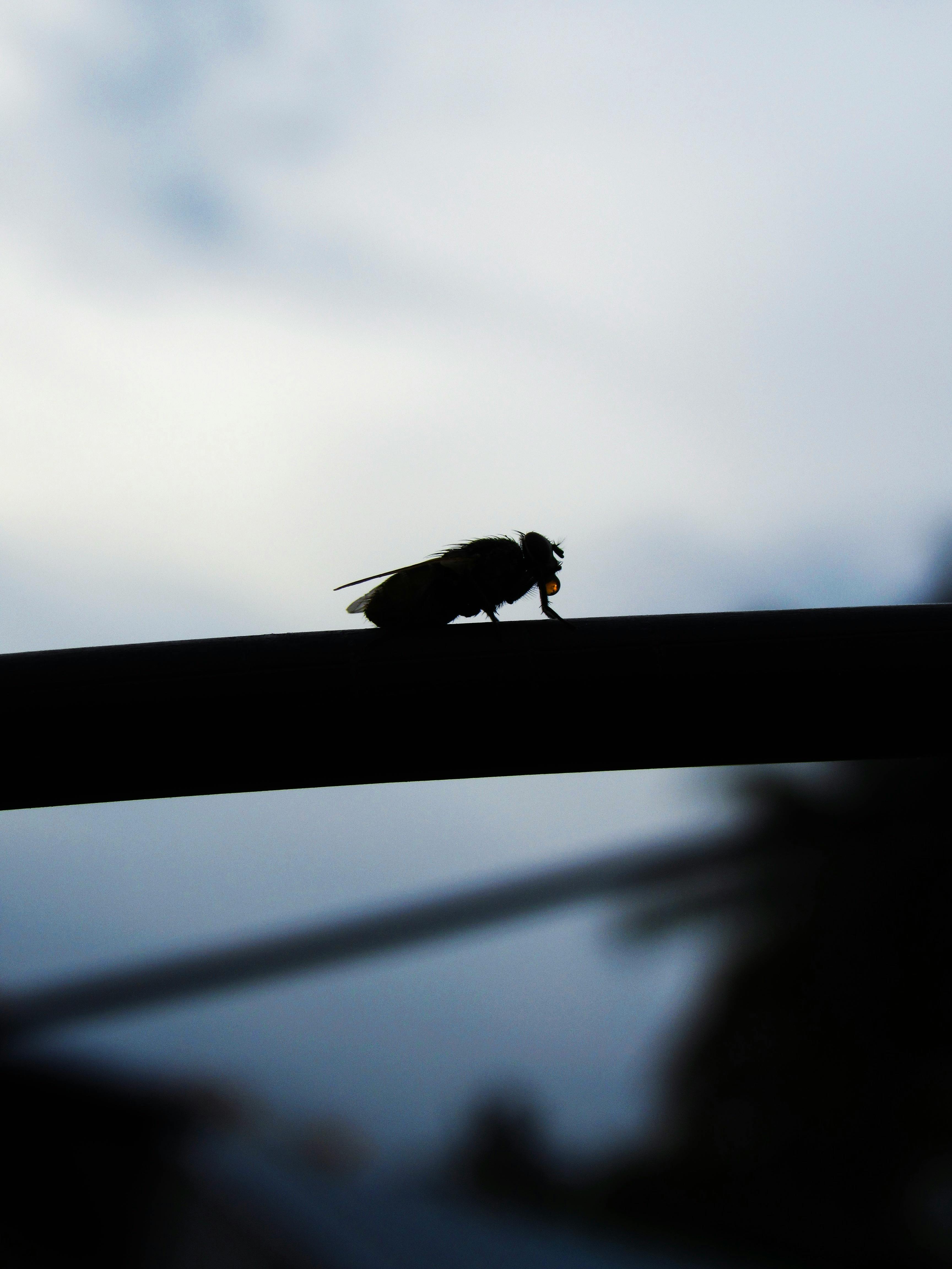 Kenneth Christopher - 摄影