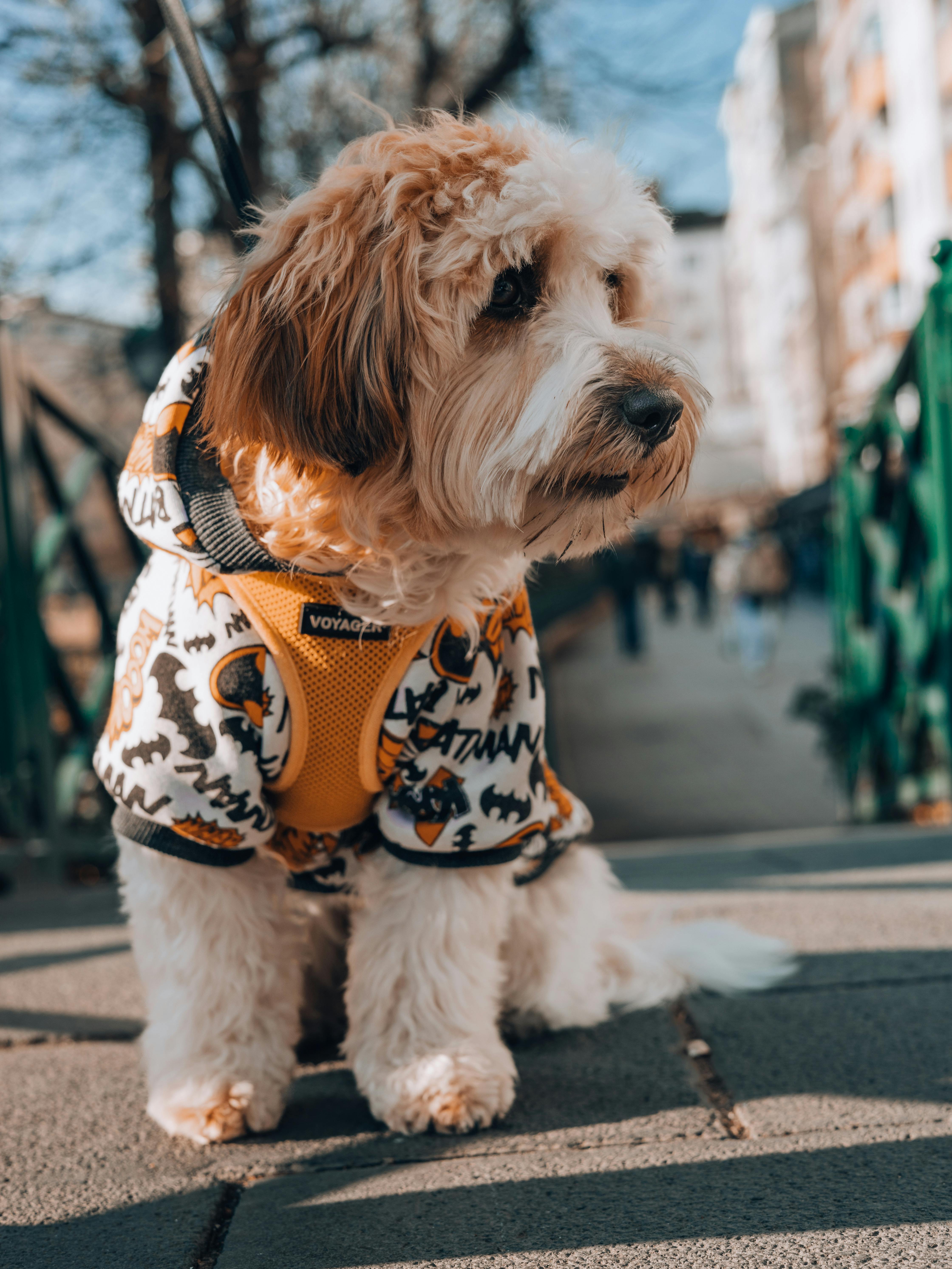 Dog in Clothes · Free Stock Photo