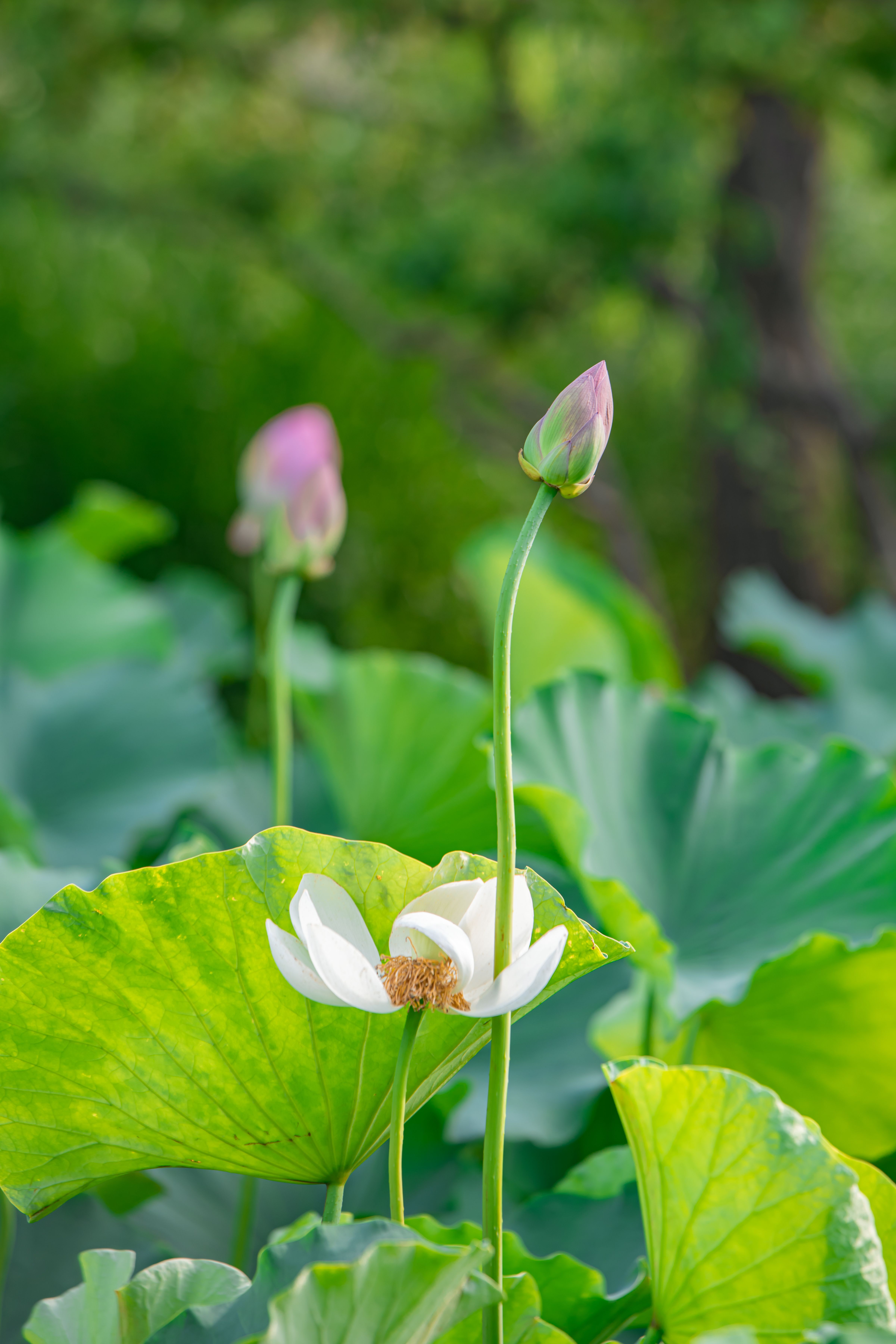 Tropic Flower Photos, Download The BEST Free Tropic Flower Stock Photos ...