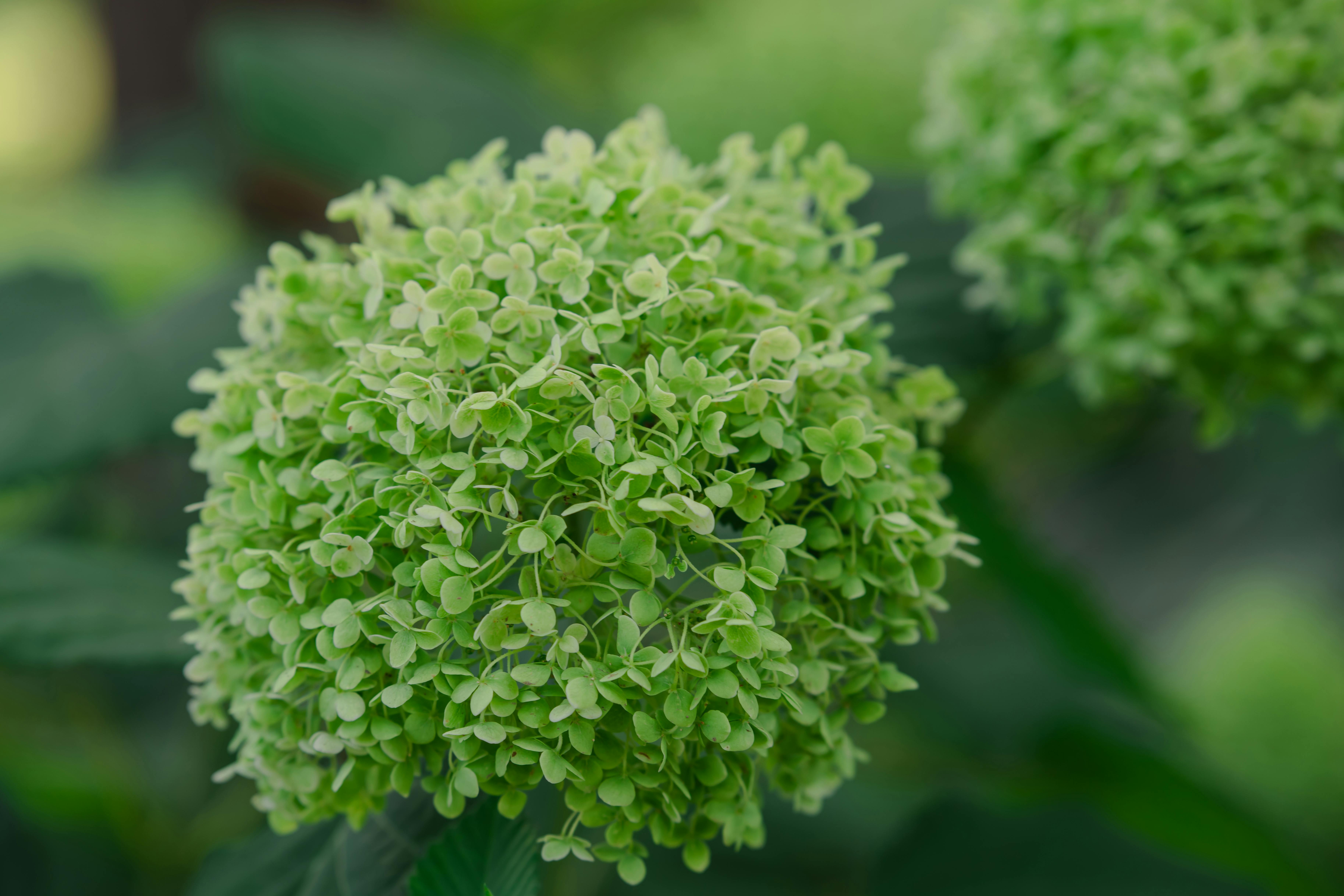 Close-up of Green Hydrangea · Free Stock Photo