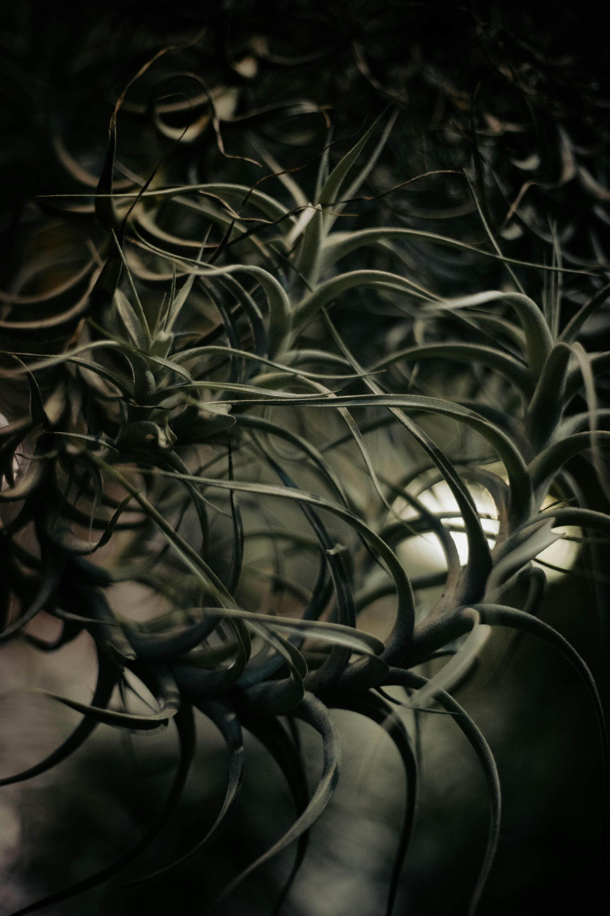Close-up of Leaves of a Green Hanging Plant · Free Stock Photo