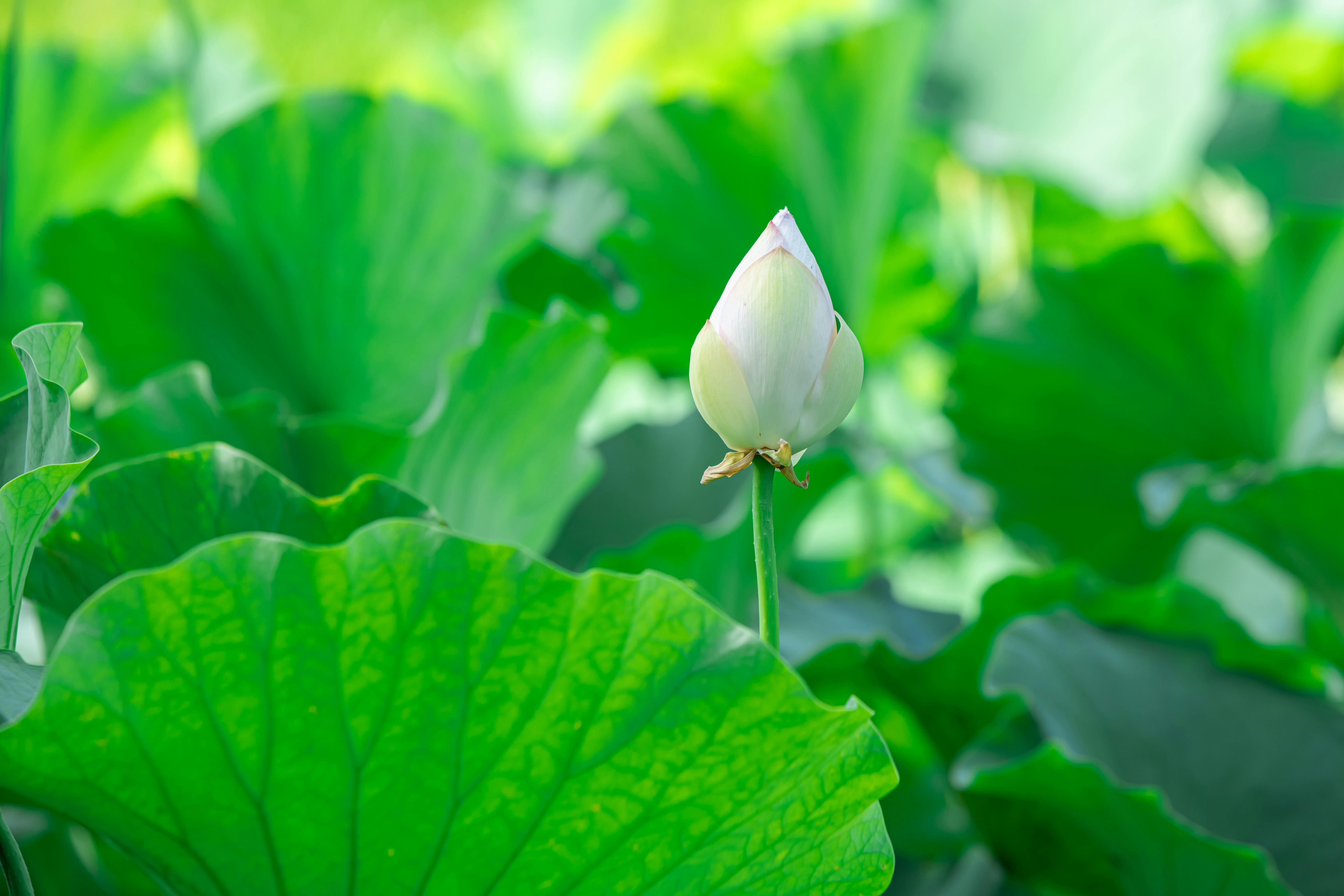 Close-up of a Flower Bud and Leaves · Free Stock Photo