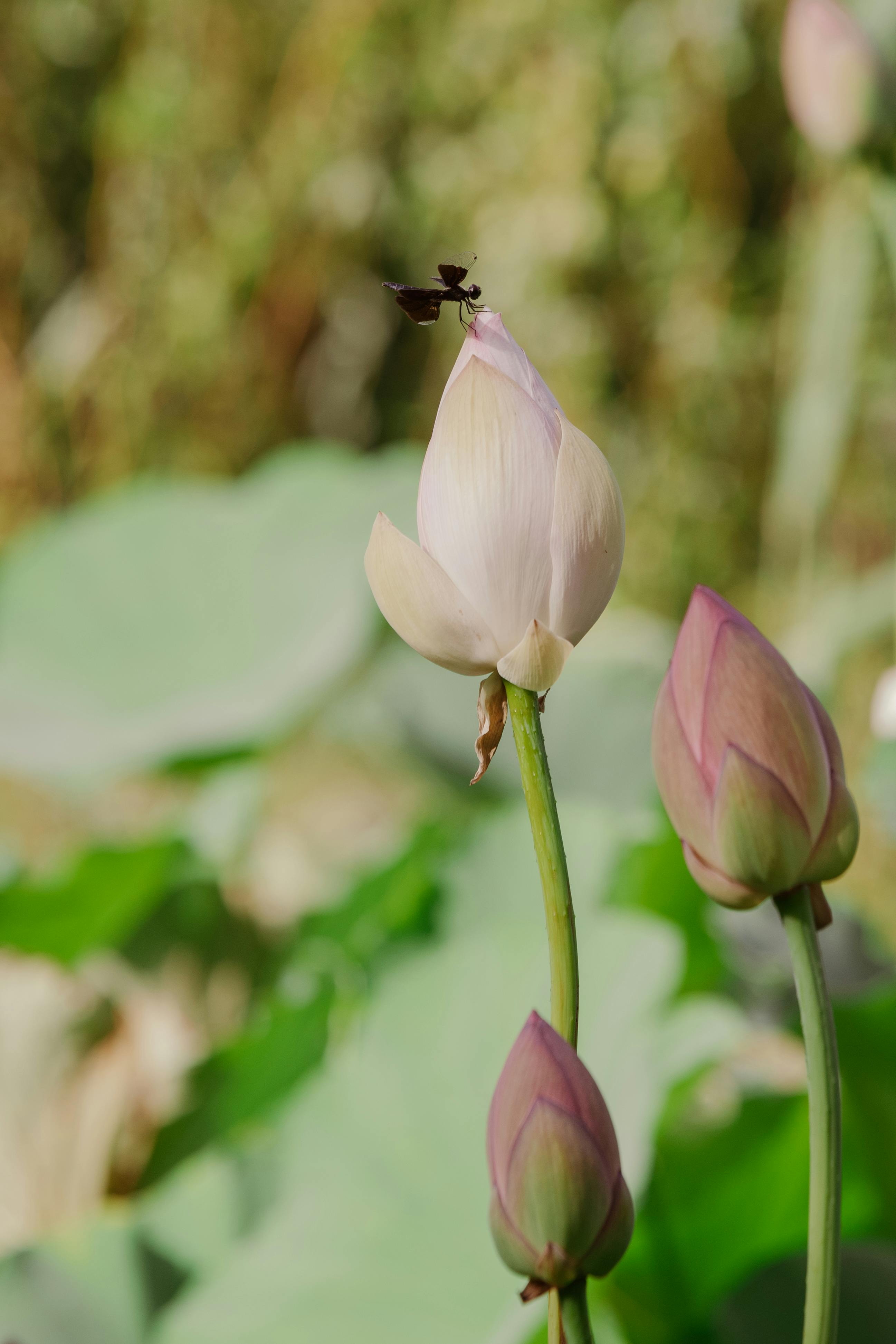 Anime Plant Photos, Download The BEST Free Anime Plant Stock Photos ...