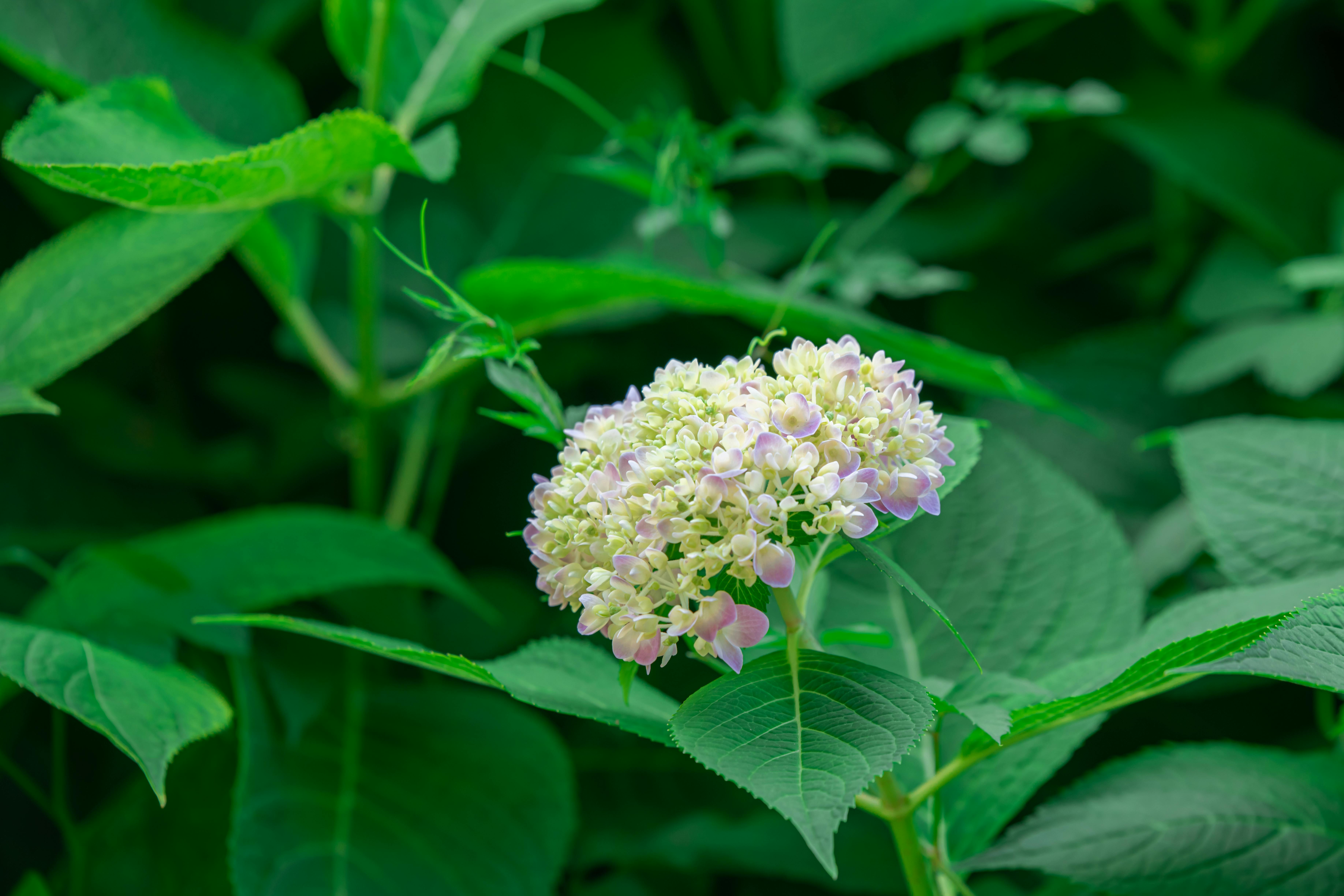 Close-up of a Blooming Hydrangea · Free Stock Photo
