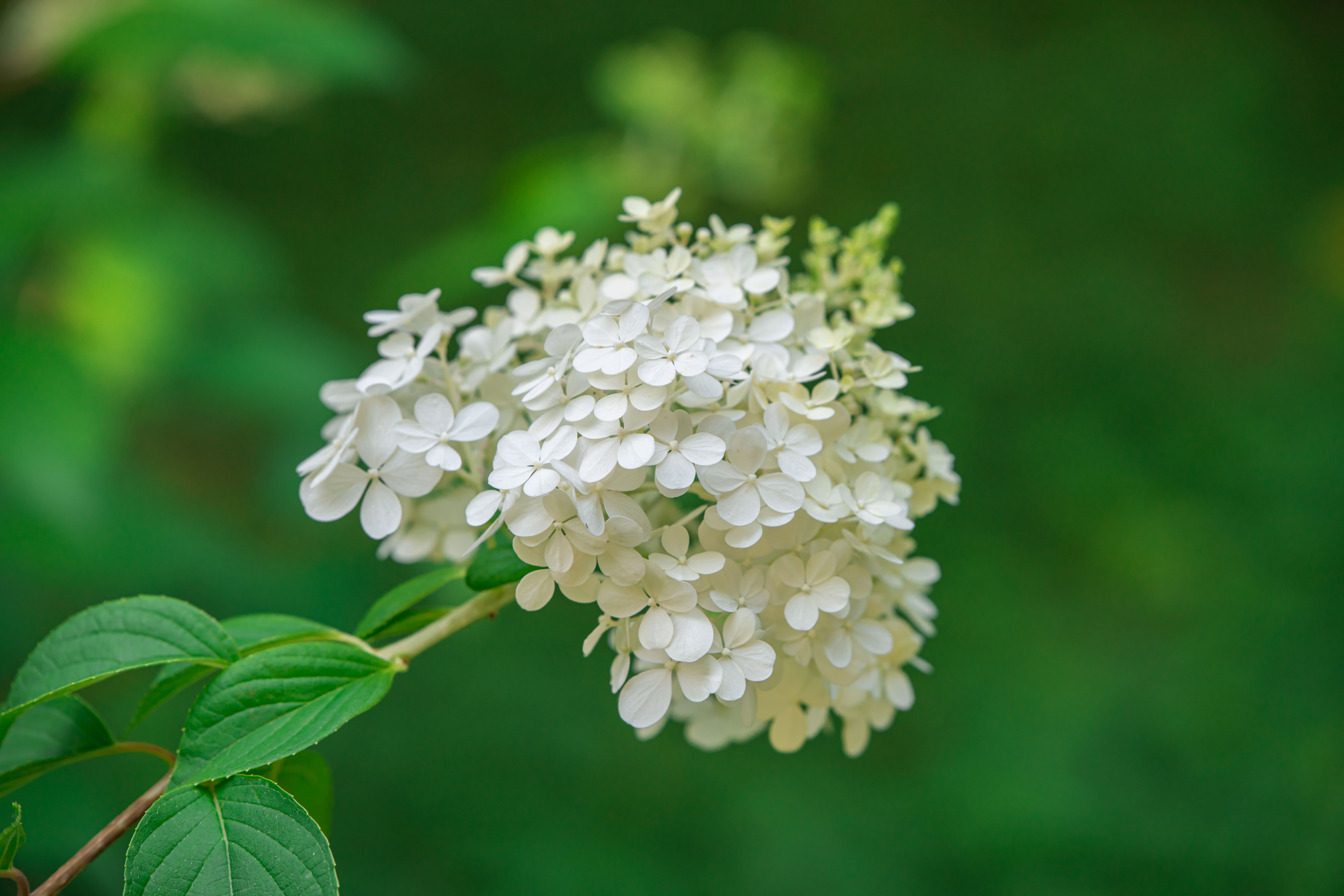 White Hyndrangea Flower in a Forest · Free Stock Photo