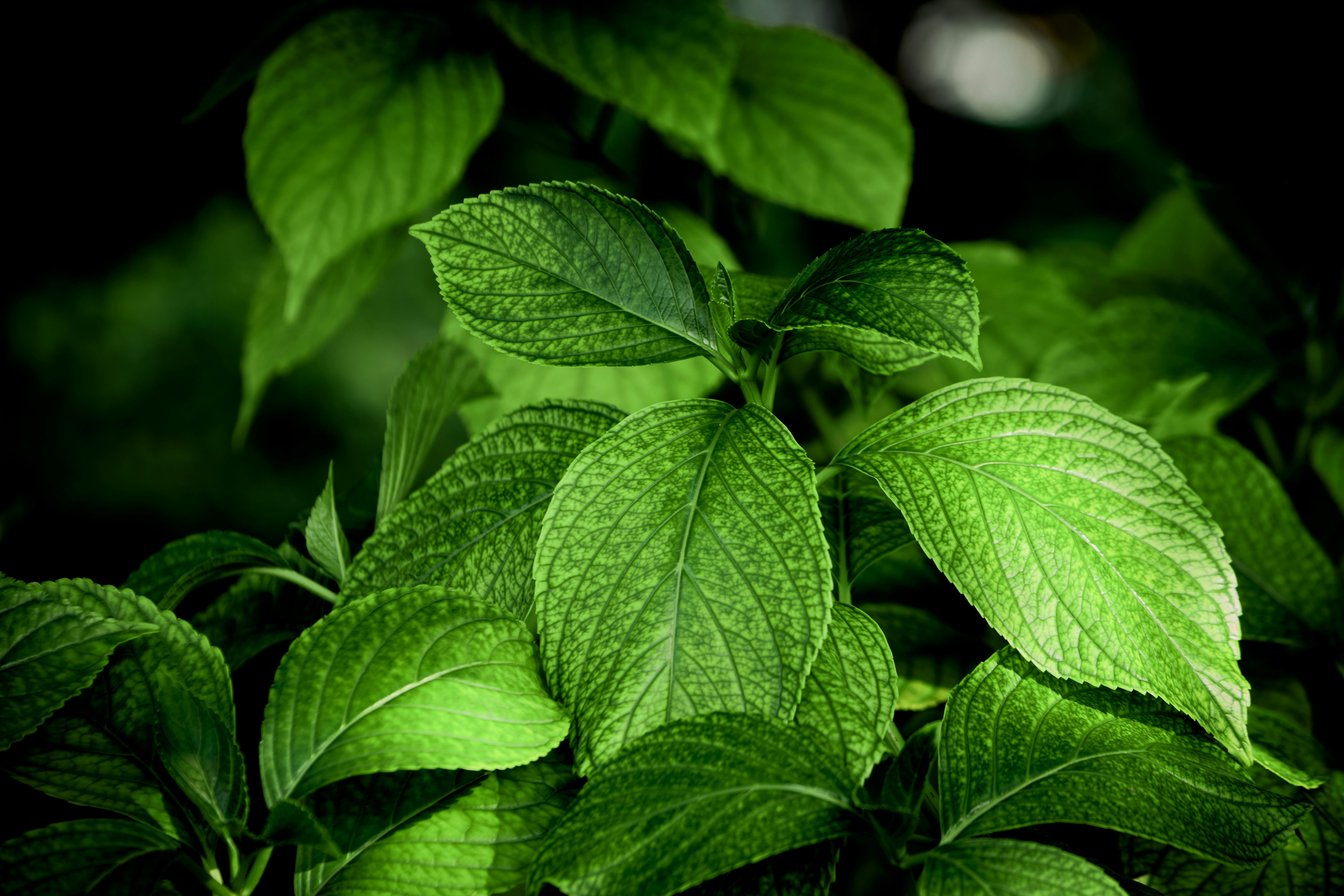 Close-Up Photo of Leaves · Free Stock Photo