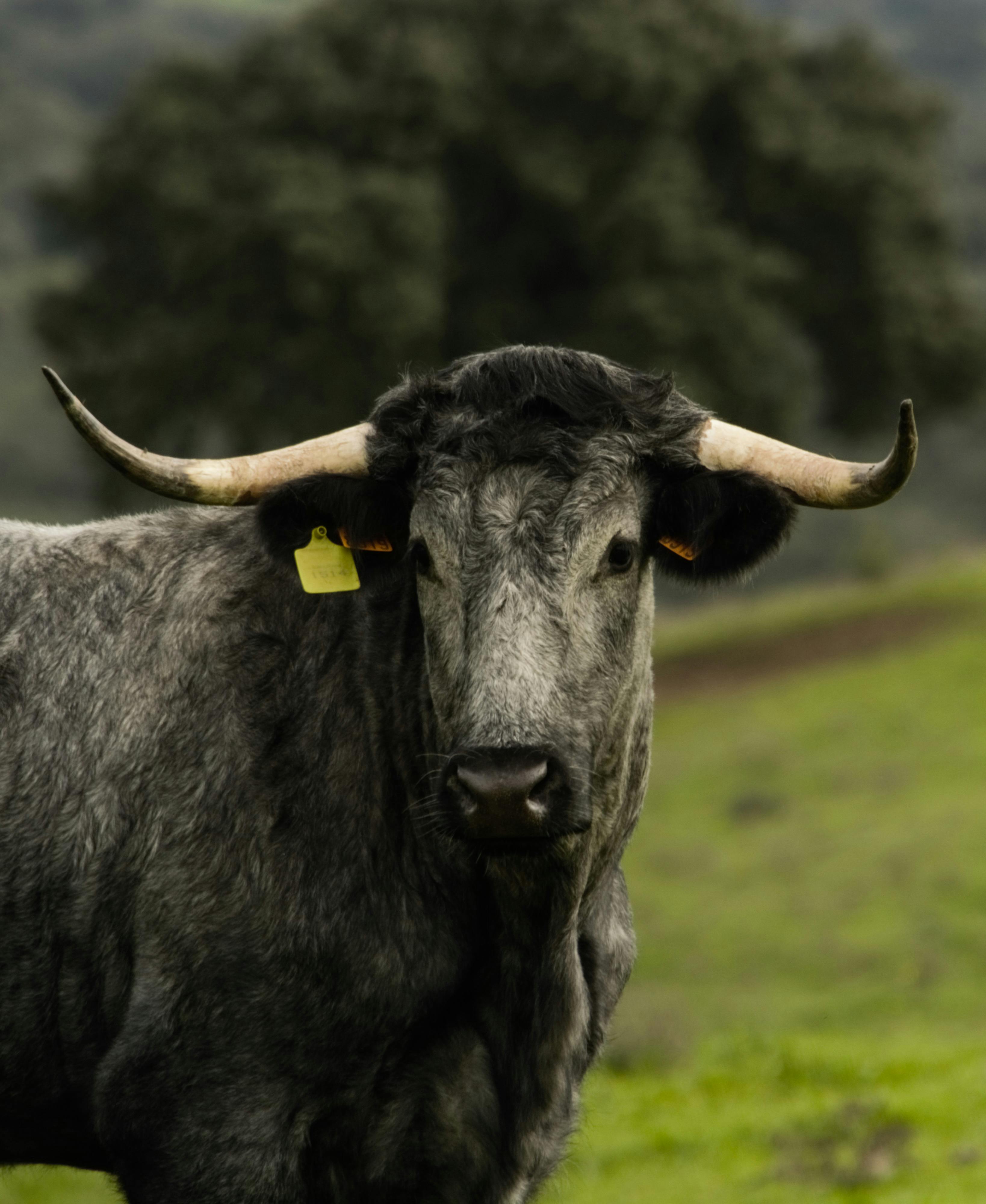 Bull Portrait Photos, Download The BEST Free Bull Portrait Stock Photos ...