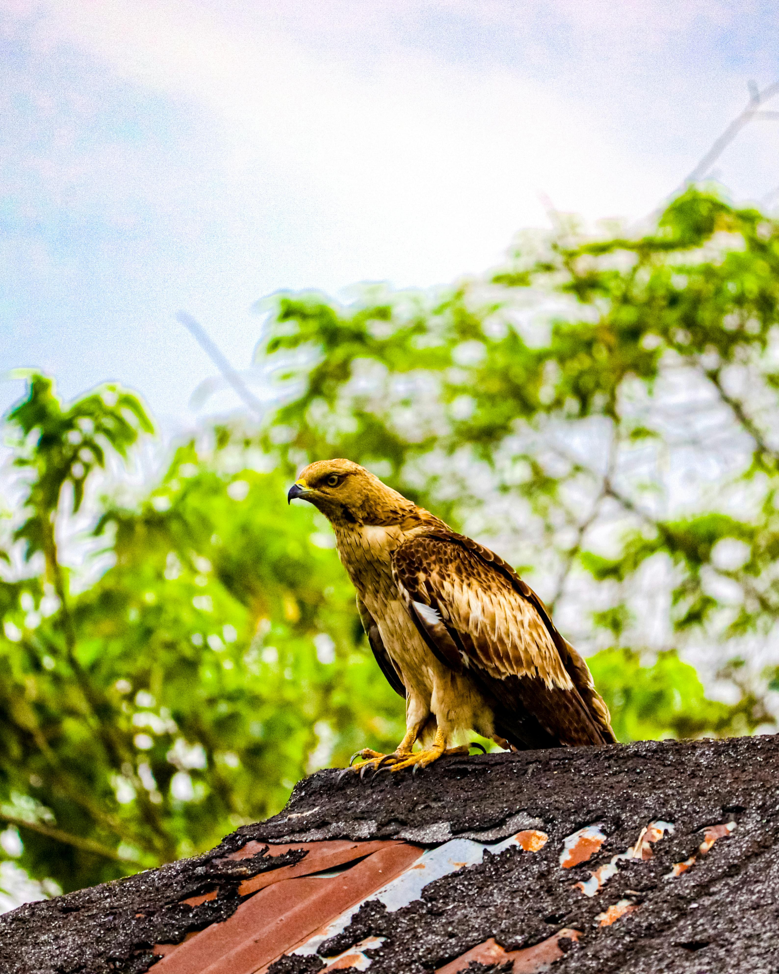 Animal Testing Photos, Download The BEST Free Animal Testing Stock ...