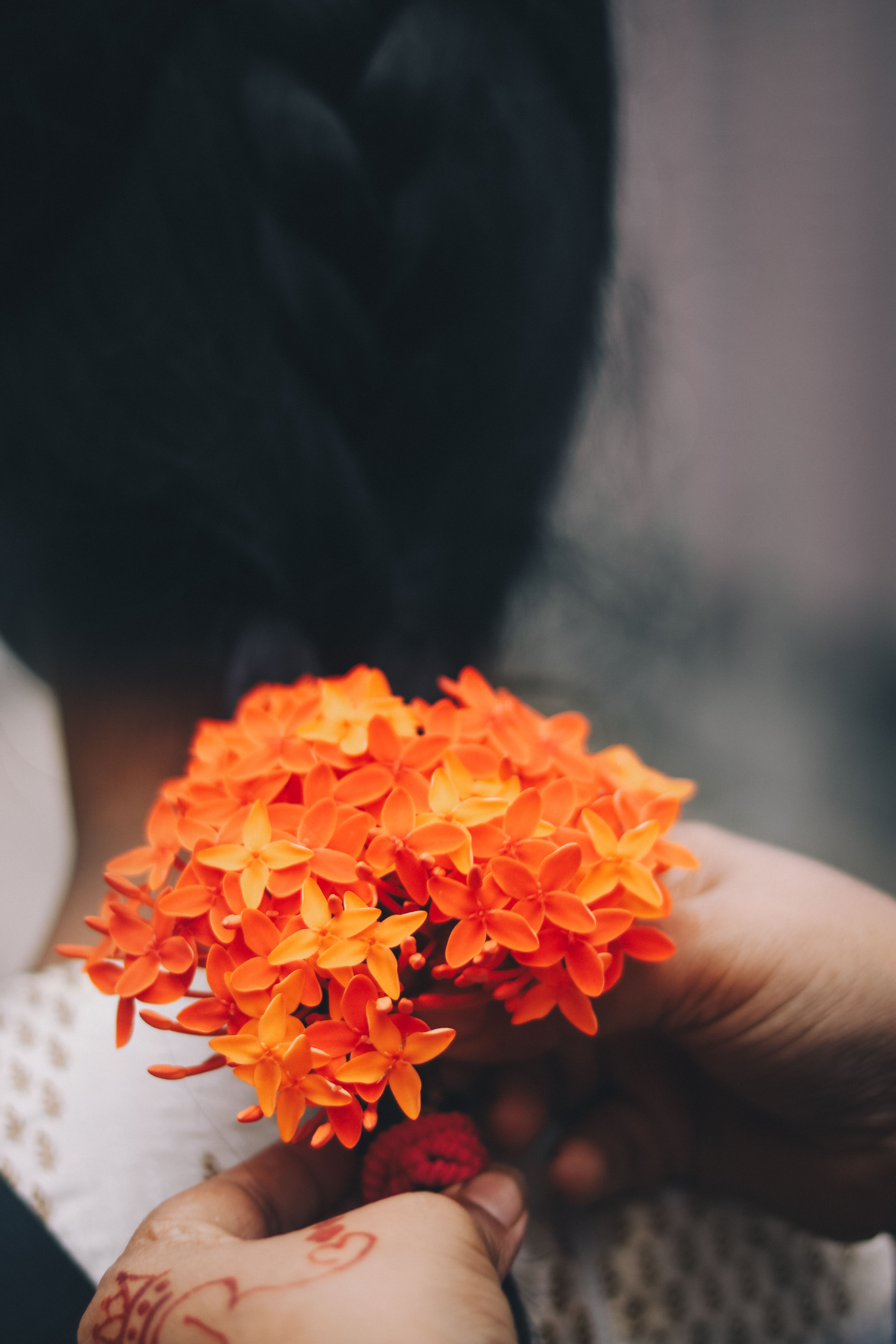 Close-up of a Person Putting a Bright Orange Jungle Geranium in a Girls ...