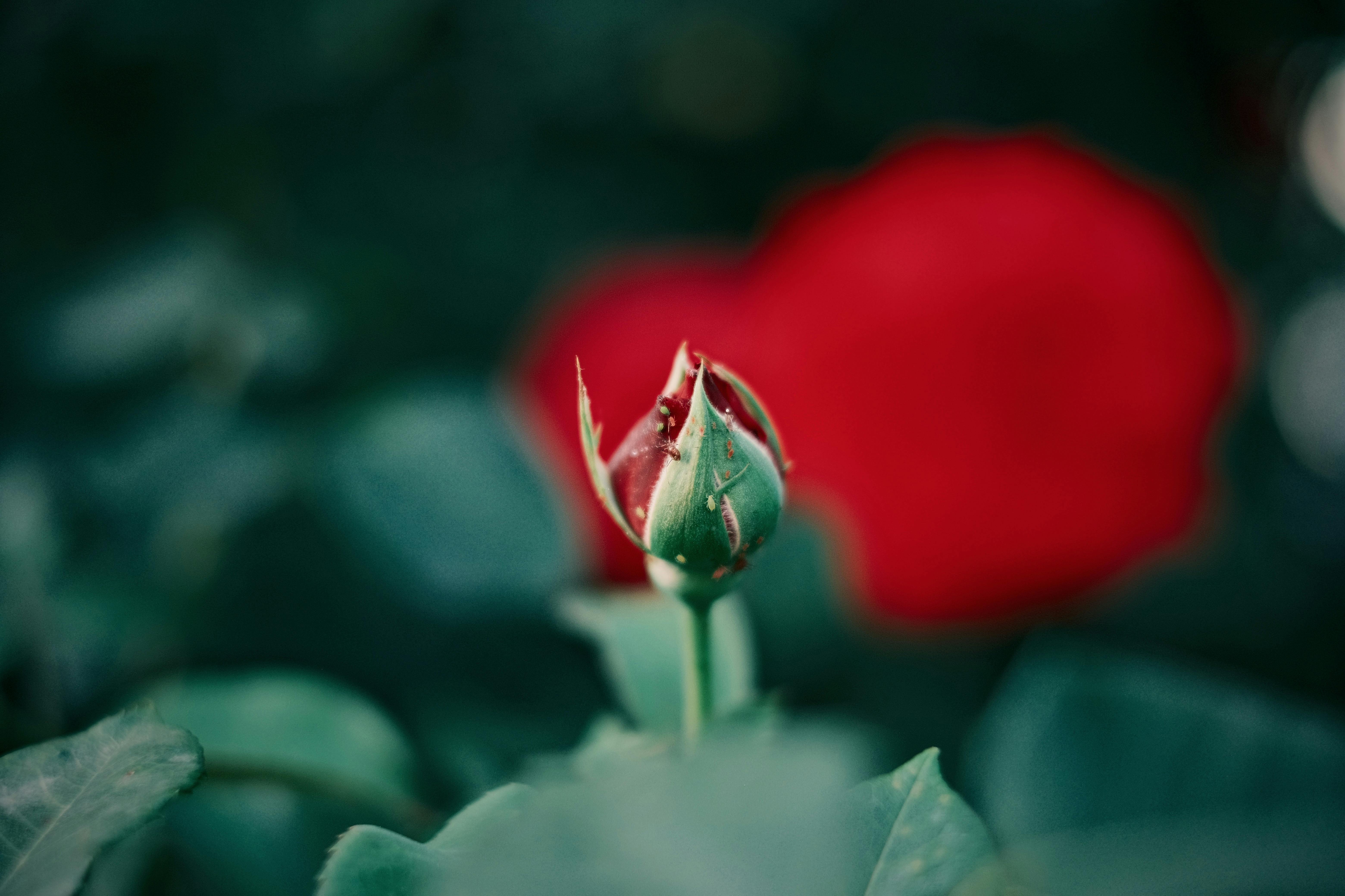 Red Rose Flowers in Close Up Photography · Free Stock Photo