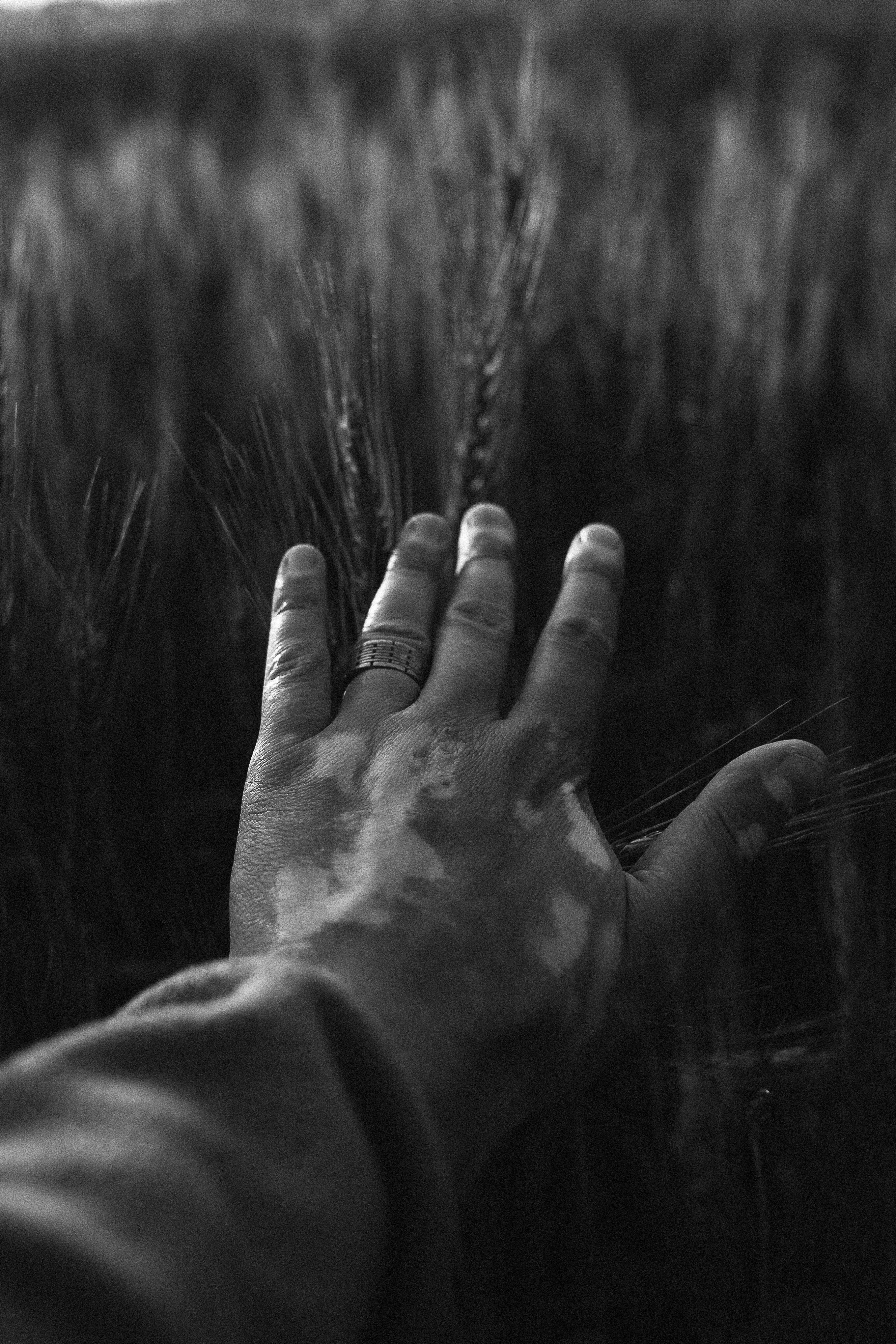Hand on Barbed Wire · Free Stock Photo