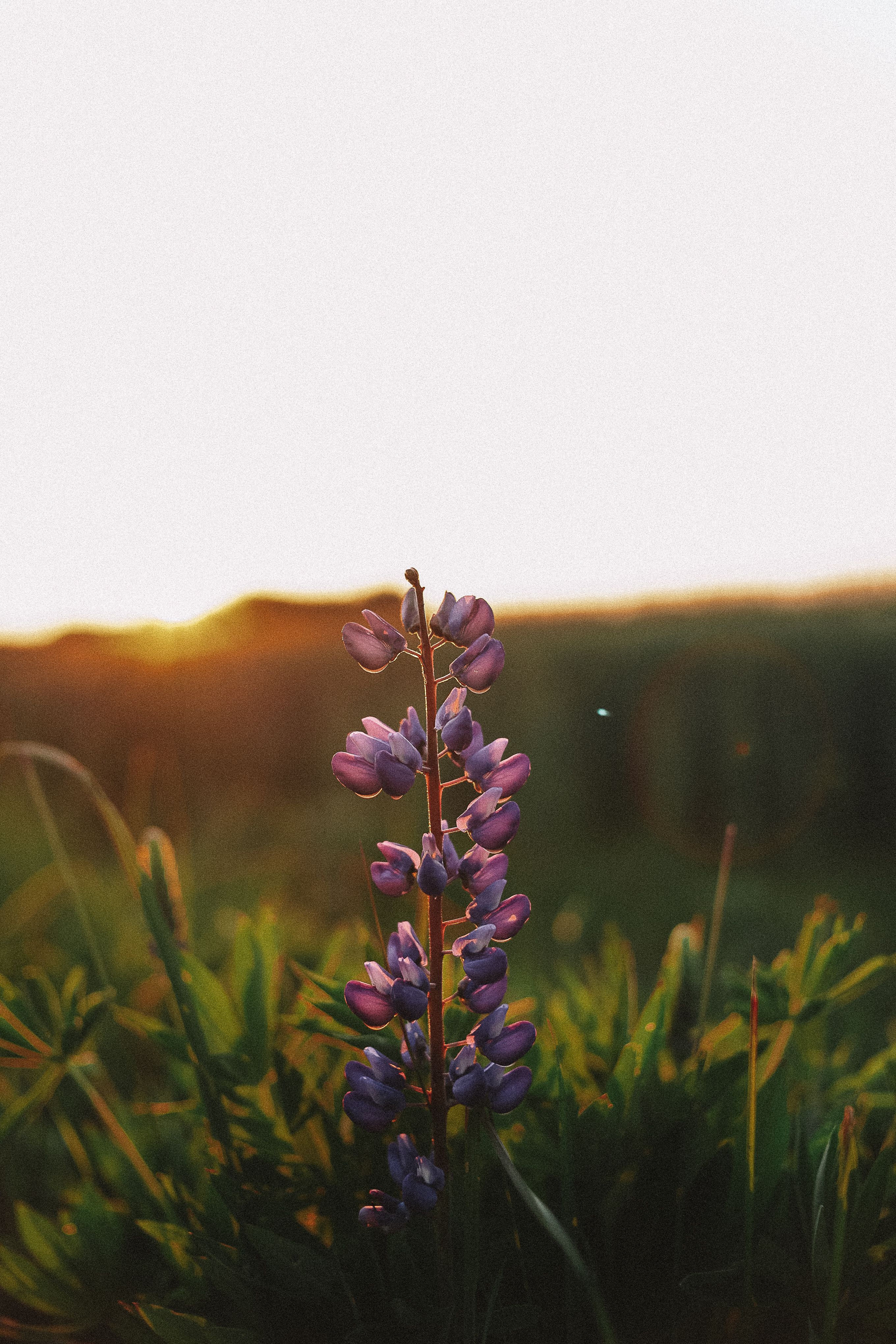 Purple Flowers · Free Stock Photo