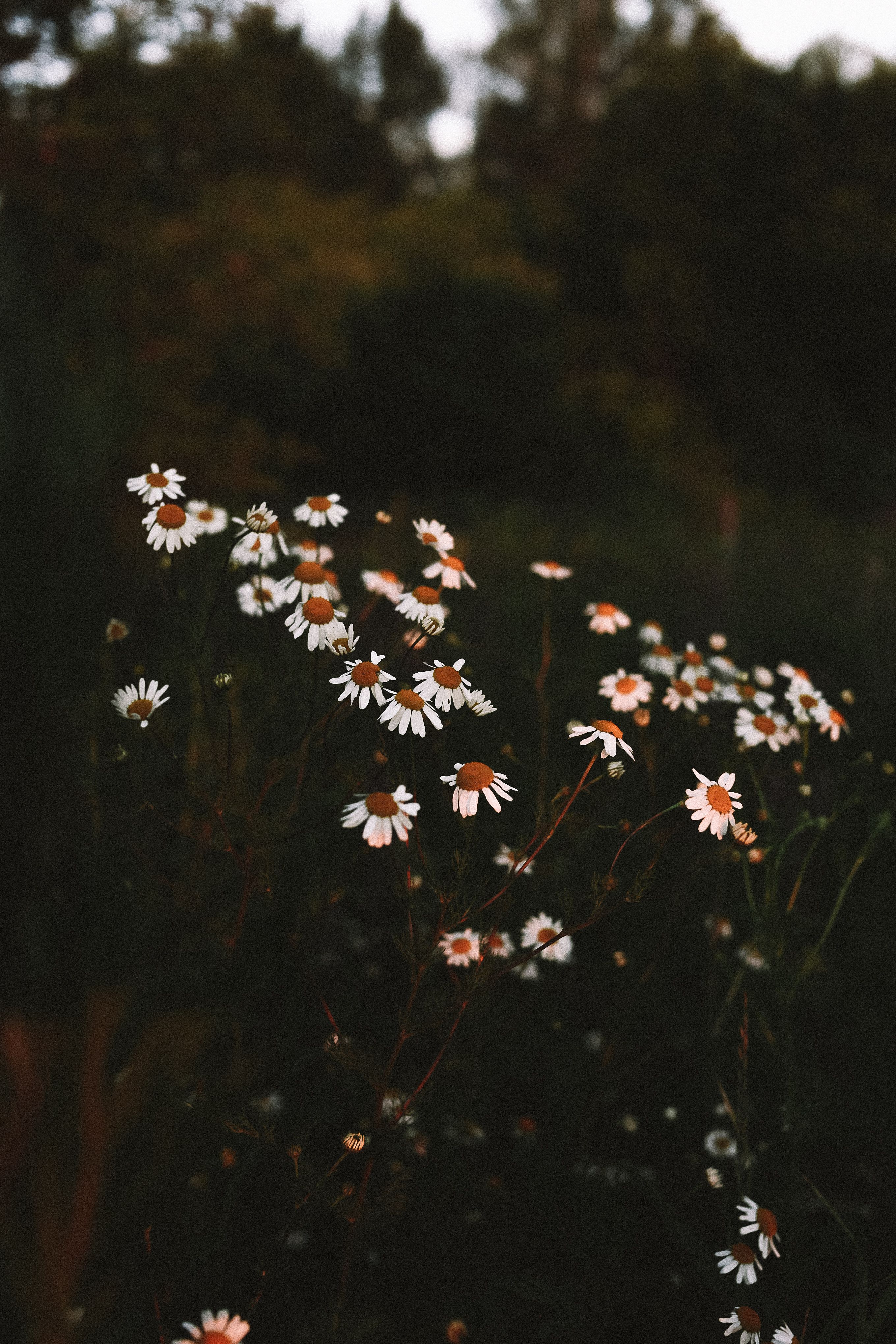 Flowers in the Meadow at Dusk · Free Stock Photo