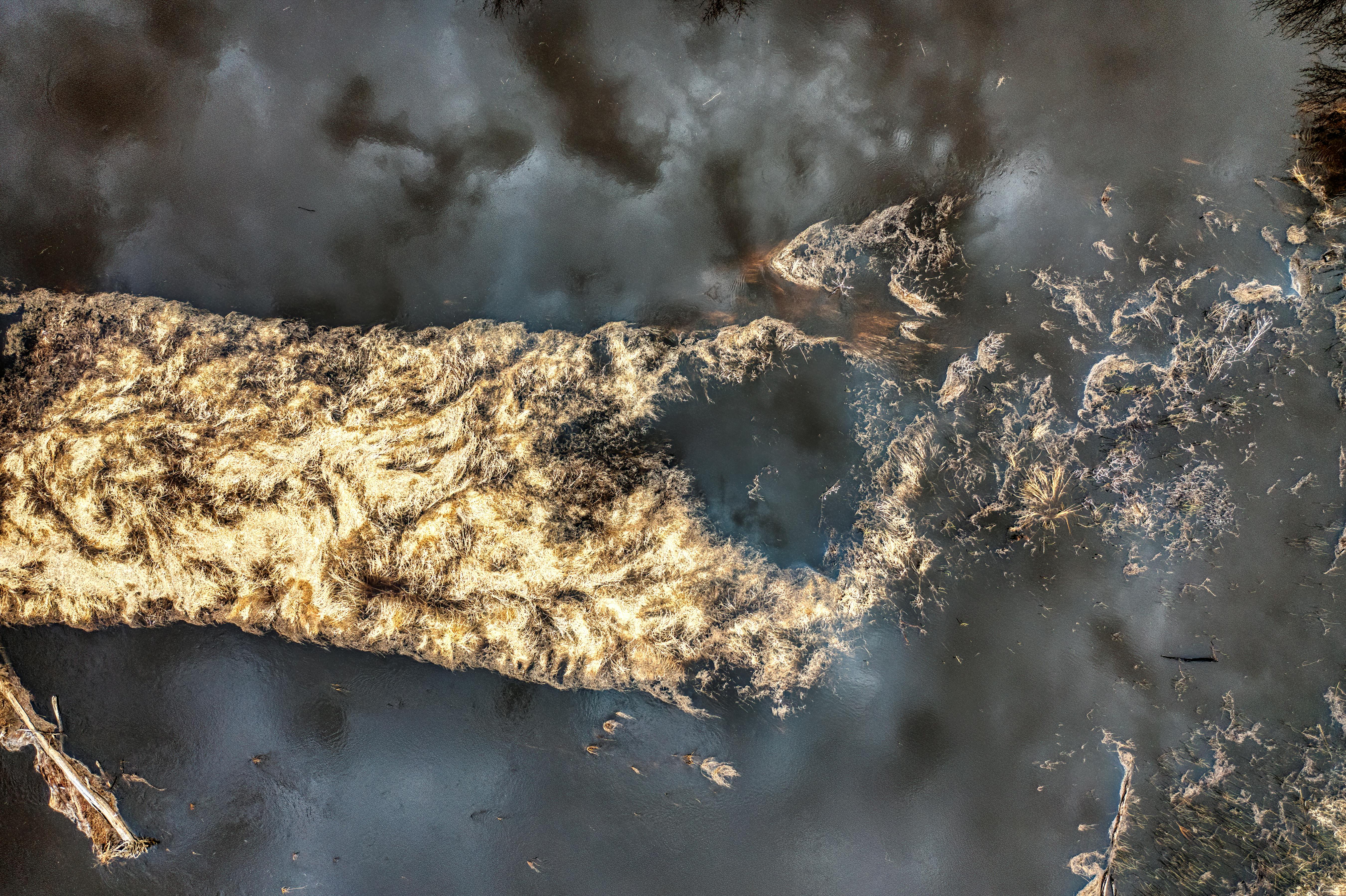 Algae in a Water · Free Stock Photo