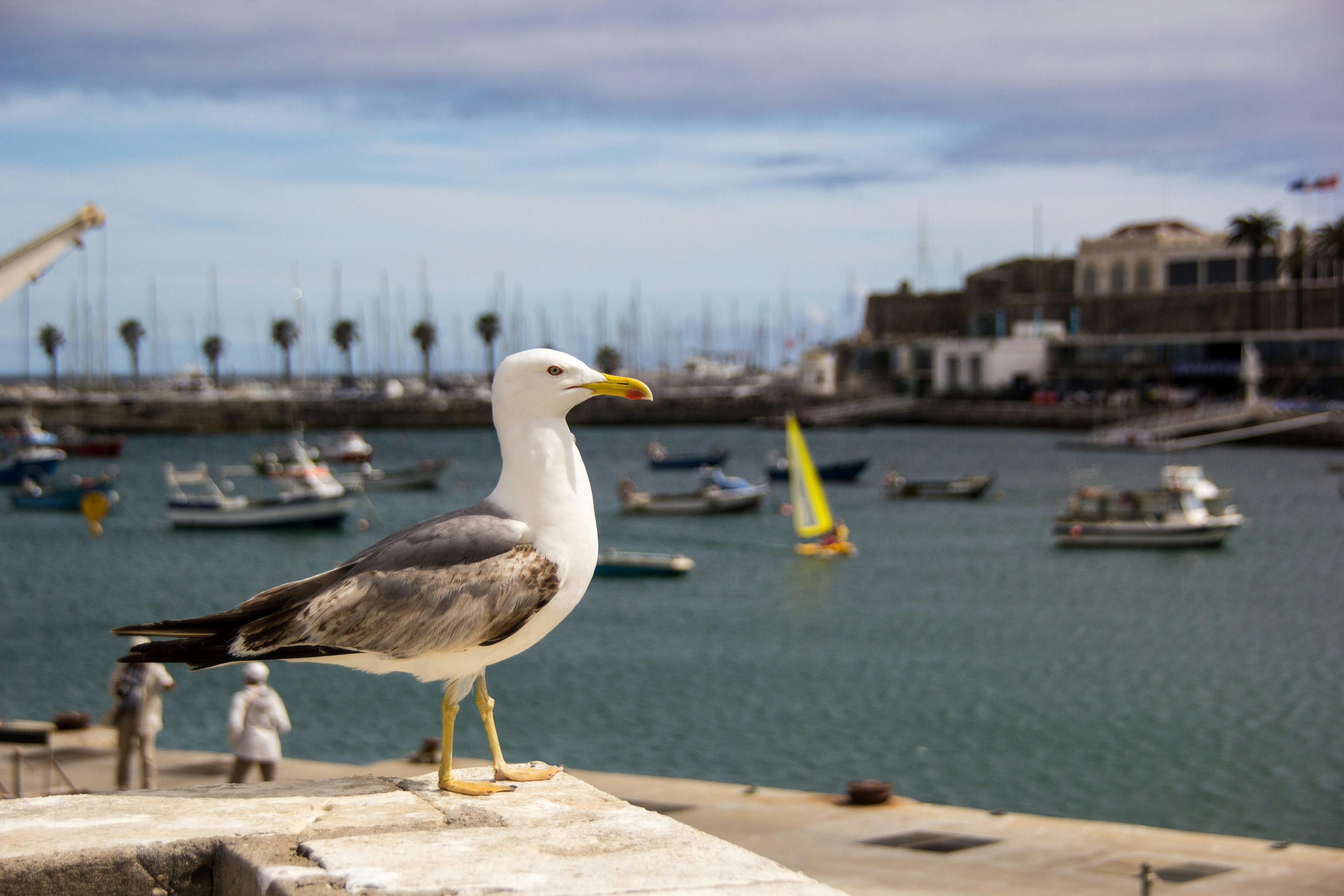 Seagull in a Harbor · Free Stock Photo