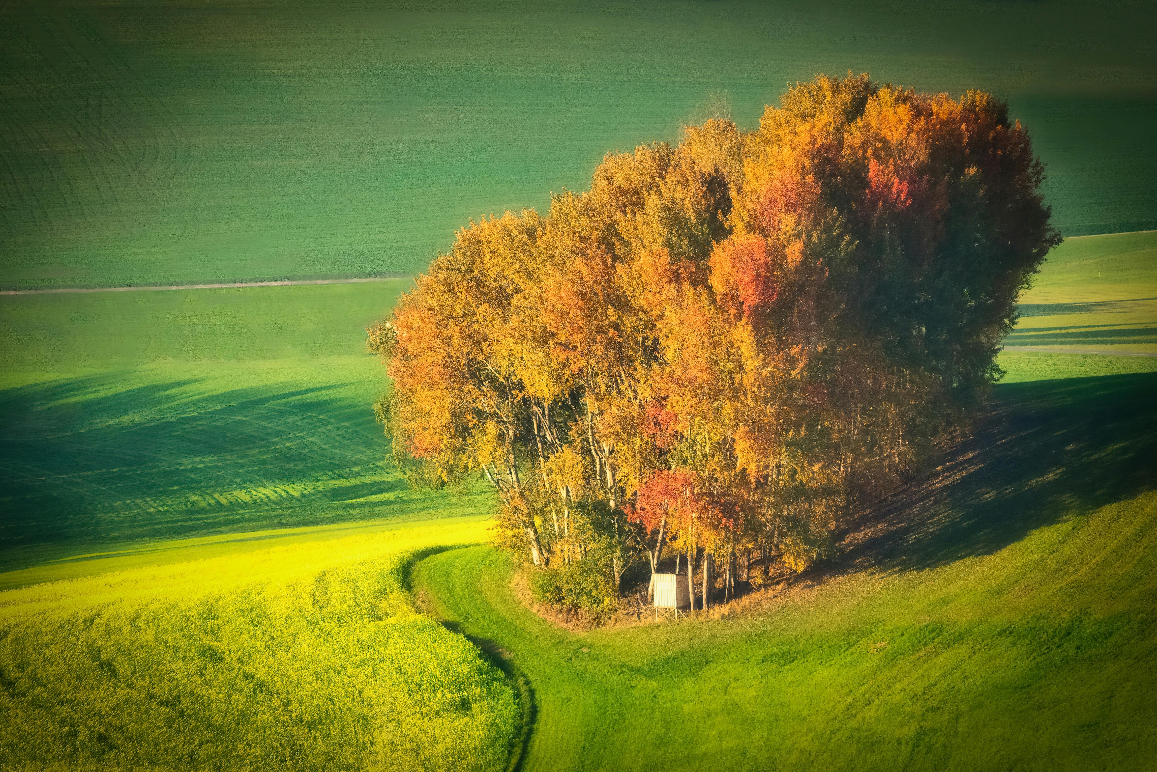Birds Eye View of Trees and Fields in Autumn · Free Stock Photo