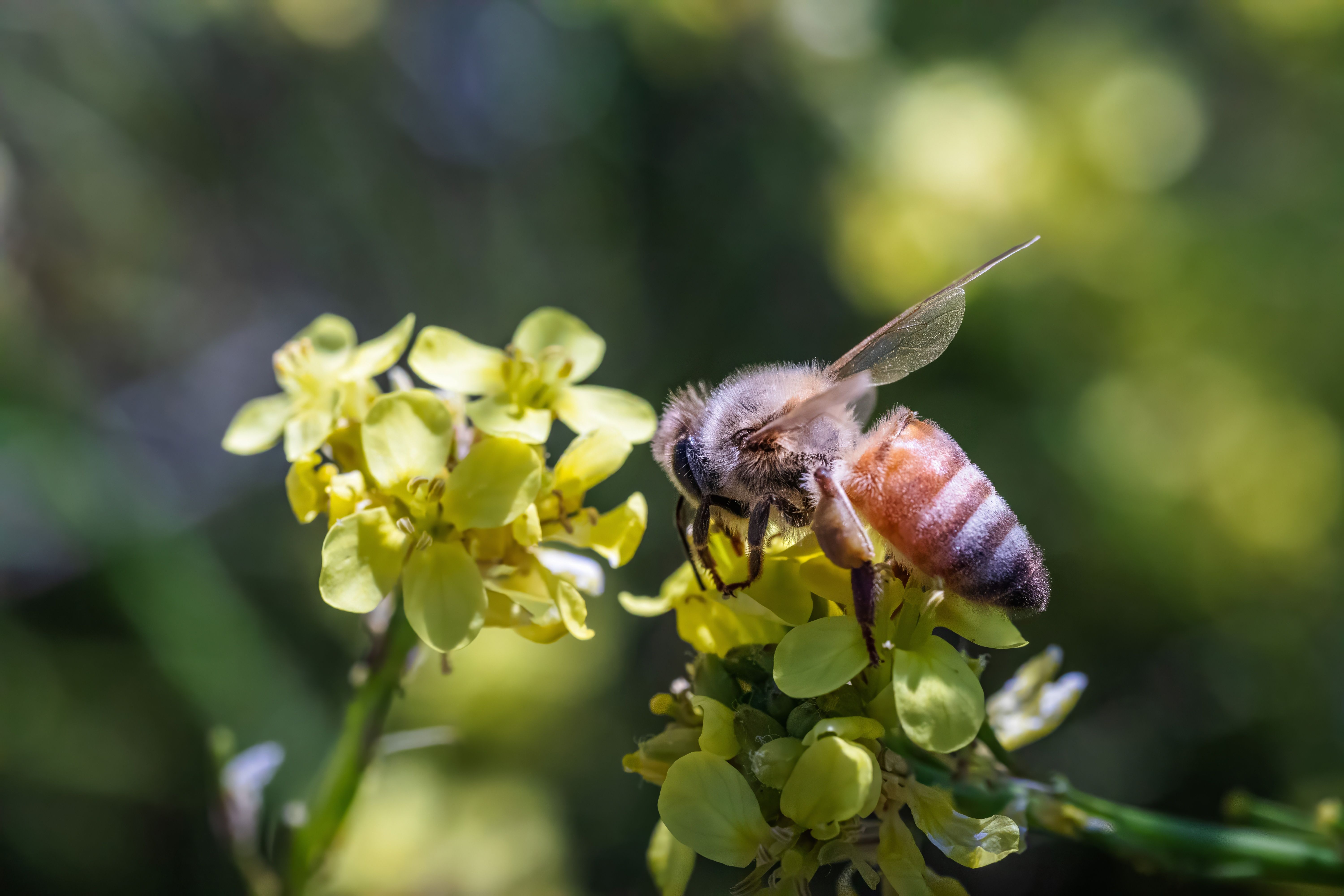 Lily Bee Photos, Download The BEST Free Lily Bee Stock Photos & HD Images